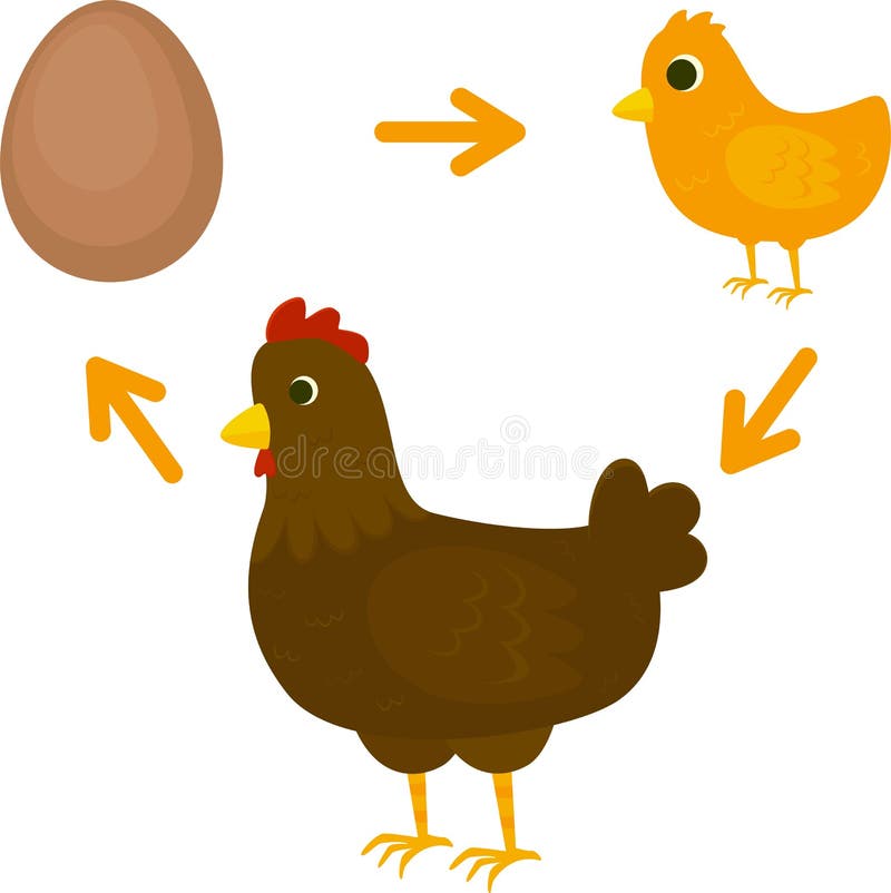 Chicken Life Cycle Vector Illustration In A Flat Style Stock Vector