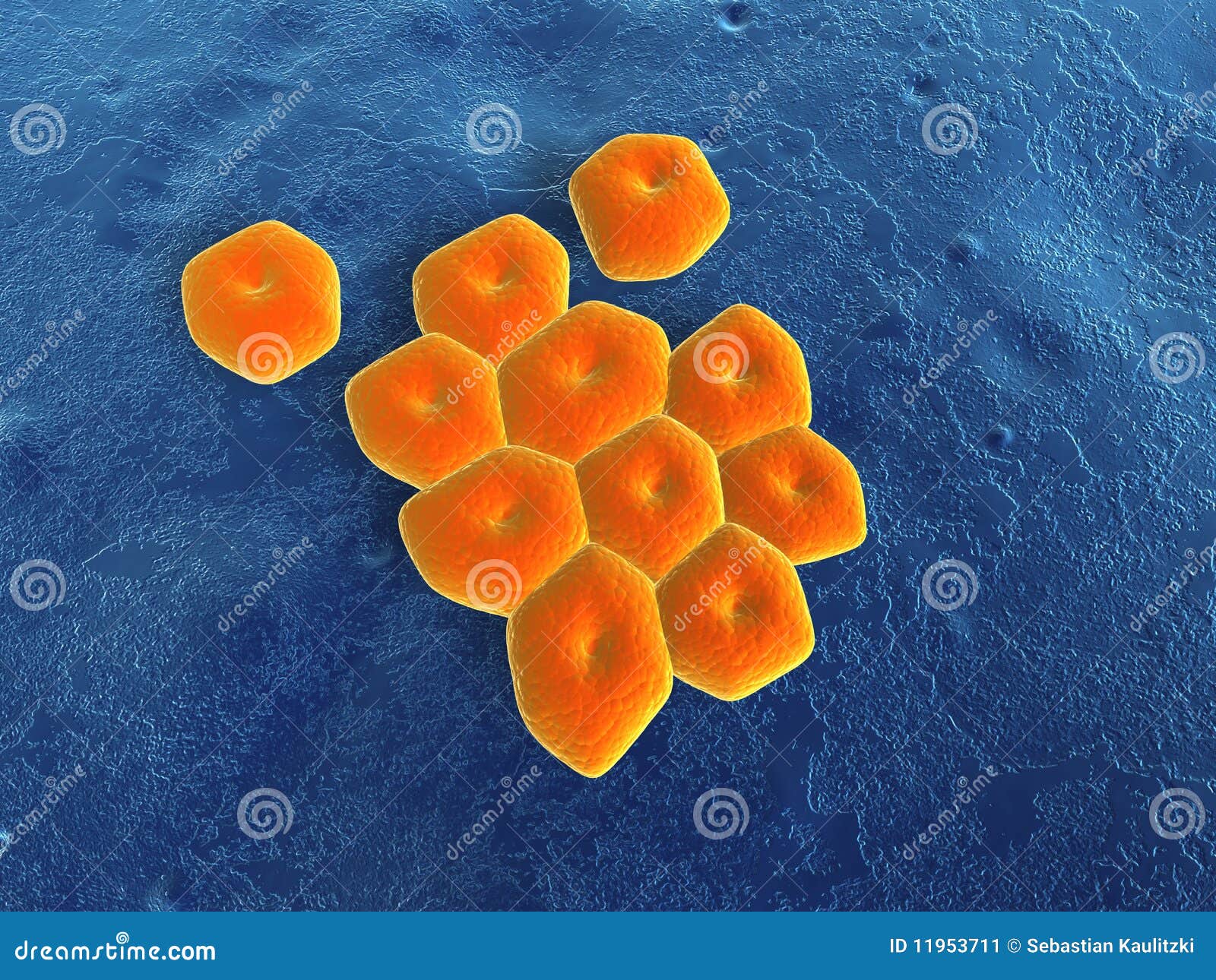 Acinetobacter Stock Image - Image: 11953711 Acinetobacter Stock Image - Image: 11953711