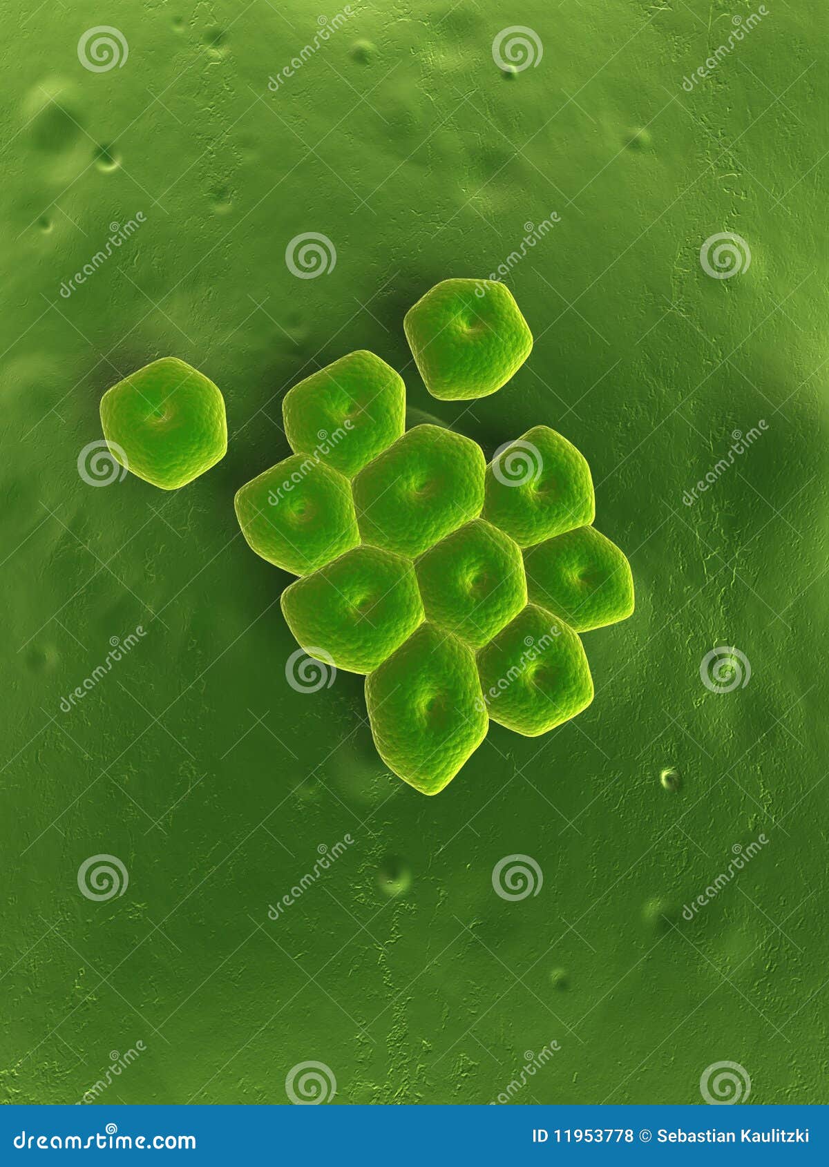 Acinetobacter Royalty Free Stock Photos - Image: 11953778 Acinetobacter Royalty Free Stock Photos - Image: 11953778