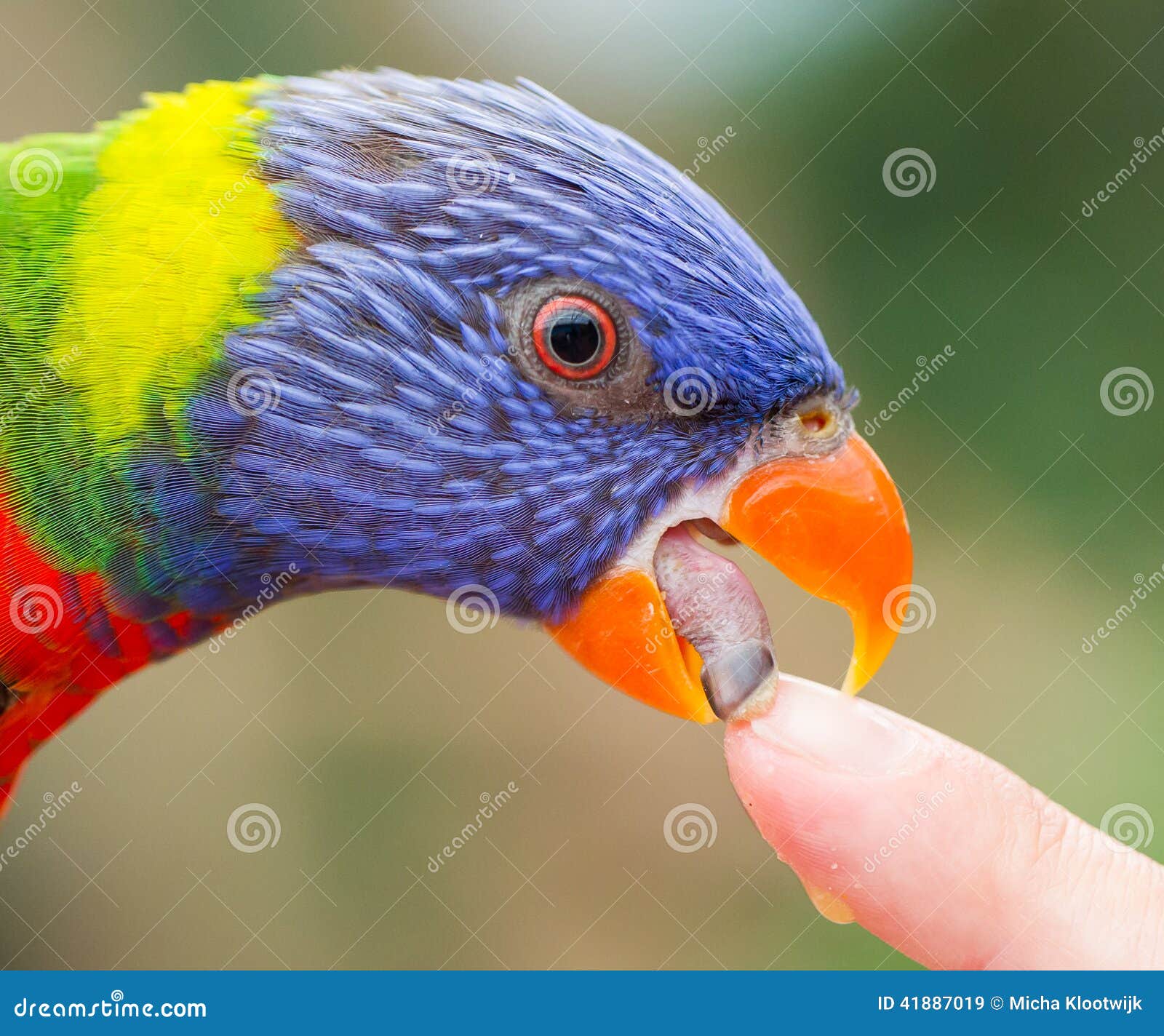 Lorikeet Tongue Lorikeet Tongue