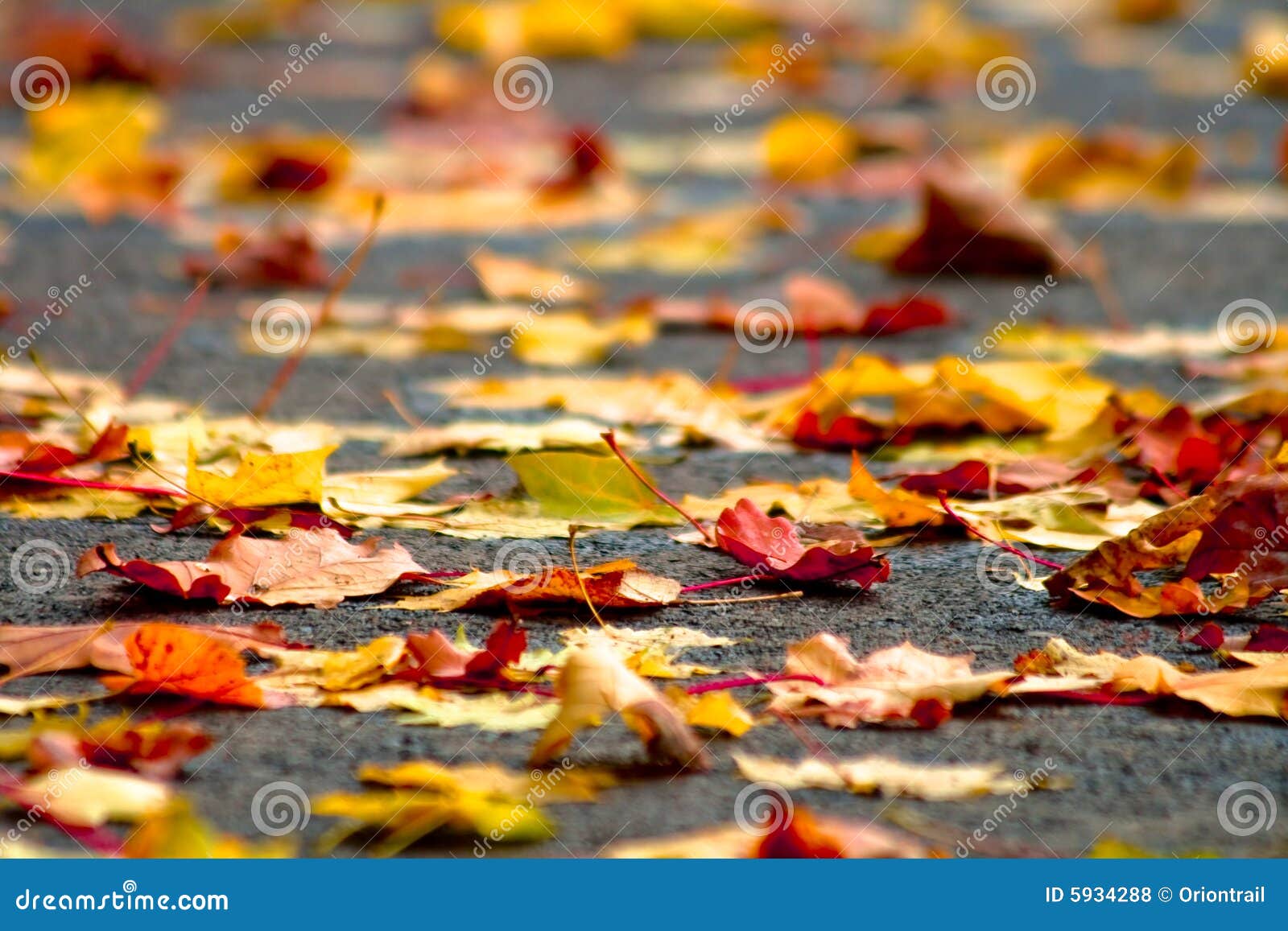 Autumn Dry Leaves Royalty Free Stock Photos - Image: 5934288 Autumn Dry Leaves Royalty Free Stock Photos - Image: 5934288