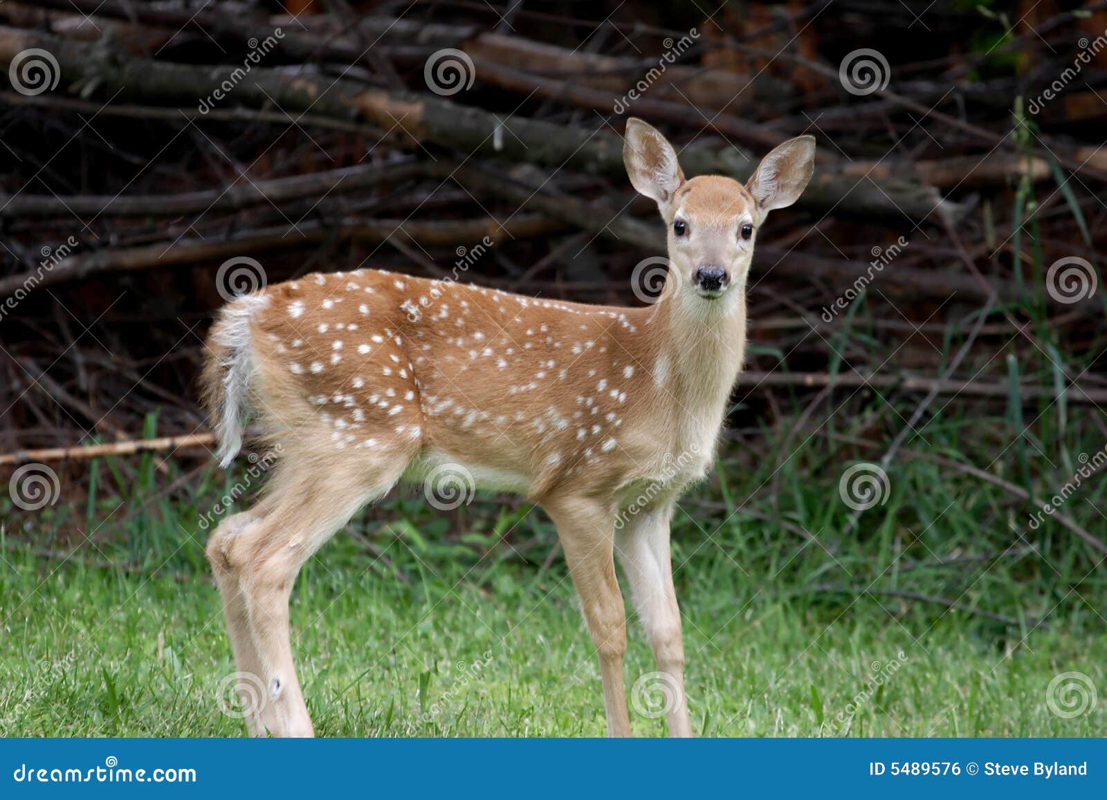 Baby White-tailed Deer Royalty Free Stock Image - Image: 5489576 Baby White-tailed Deer Royalty Free Stock Image - Image: 5489576