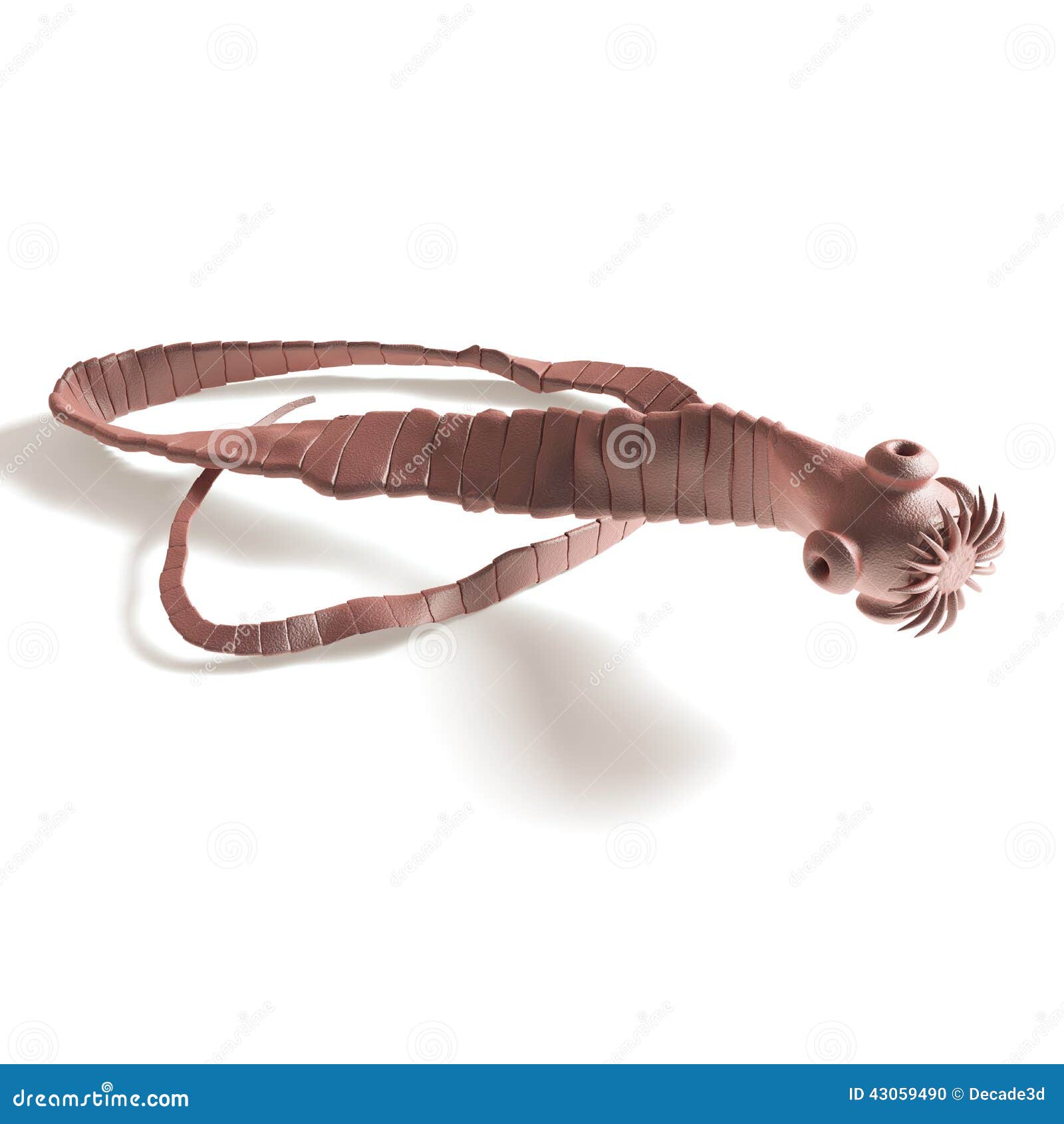 Bandwurm - Cestoda - Seitenansicht Stock Abbildung - Bild: 43059490 Bandwurm - Cestoda - Seitenansicht Stock Abbildung - Bild: 43059490