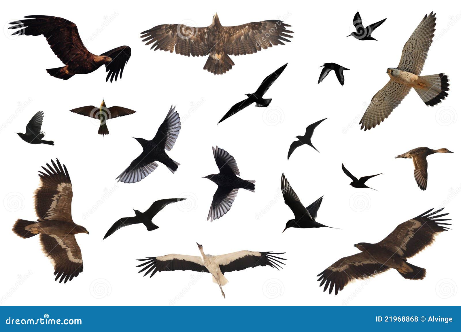 Bird Collection Royalty Free Stock Photos - Image: 21968868 Bird Collection Royalty Free Stock Photos - Image: 21968868