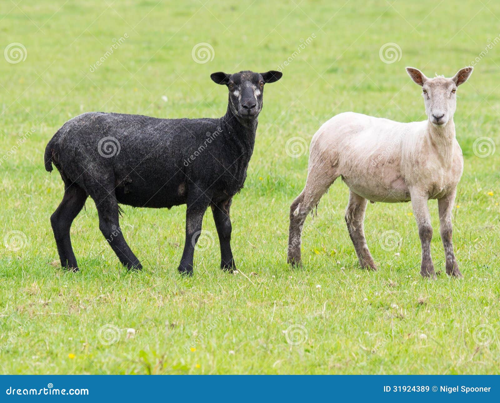 Black And White Sheep Royalty Free Stock Images - Image: 31924389 Black And White Sheep Royalty Free Stock Images - Image: 31924389