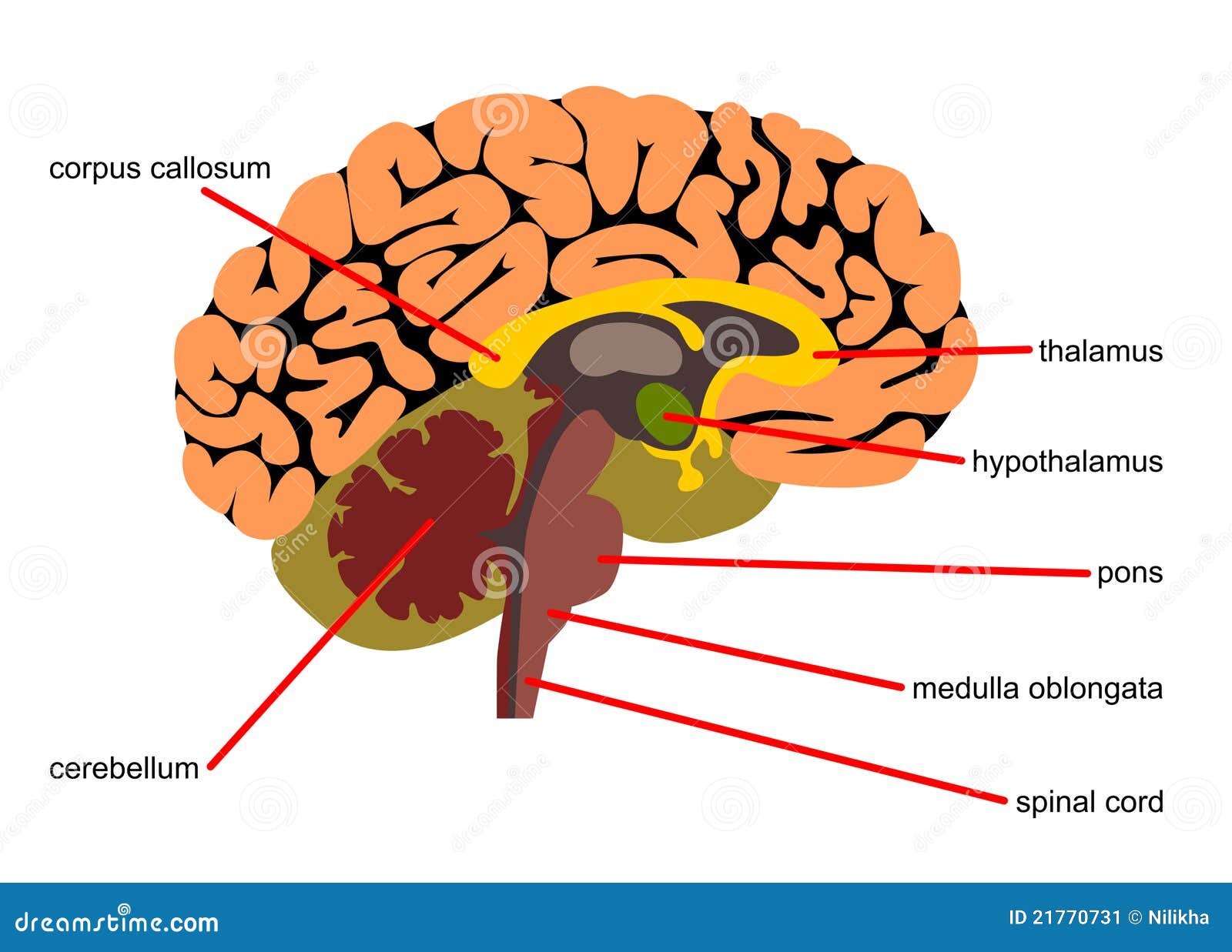 Brain Parts In Side View Stock Image - Image: 21770731 Brain Parts In Side View Stock Image - Image: 21770731