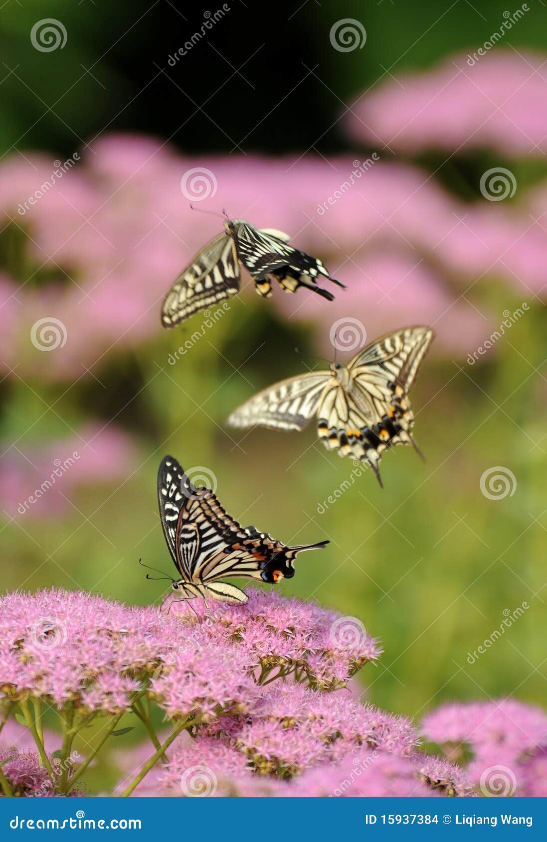 Butterfly Flying Stock Images - Image: 15937384 Butterfly Flying Stock Images - Image: 15937384