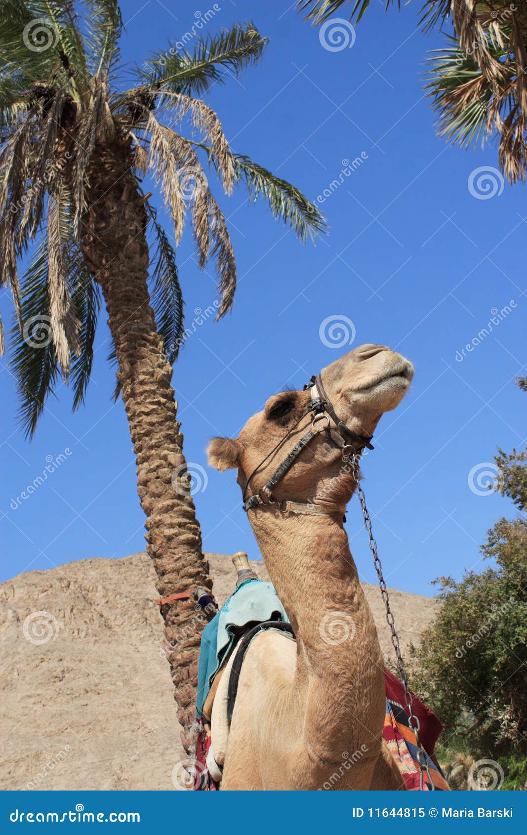 Camel Portrait, Palm Tree Royalty Free Stock Photo - Image: 11644815 Camel Portrait, Palm Tree Royalty Free Stock Photo - Image: 11644815