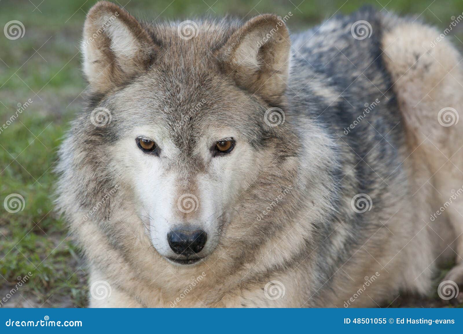Canadian Timber Wolf Stock Photo - Image: 48501055 Canadian Timber Wolf Stock Photo - Image: 48501055