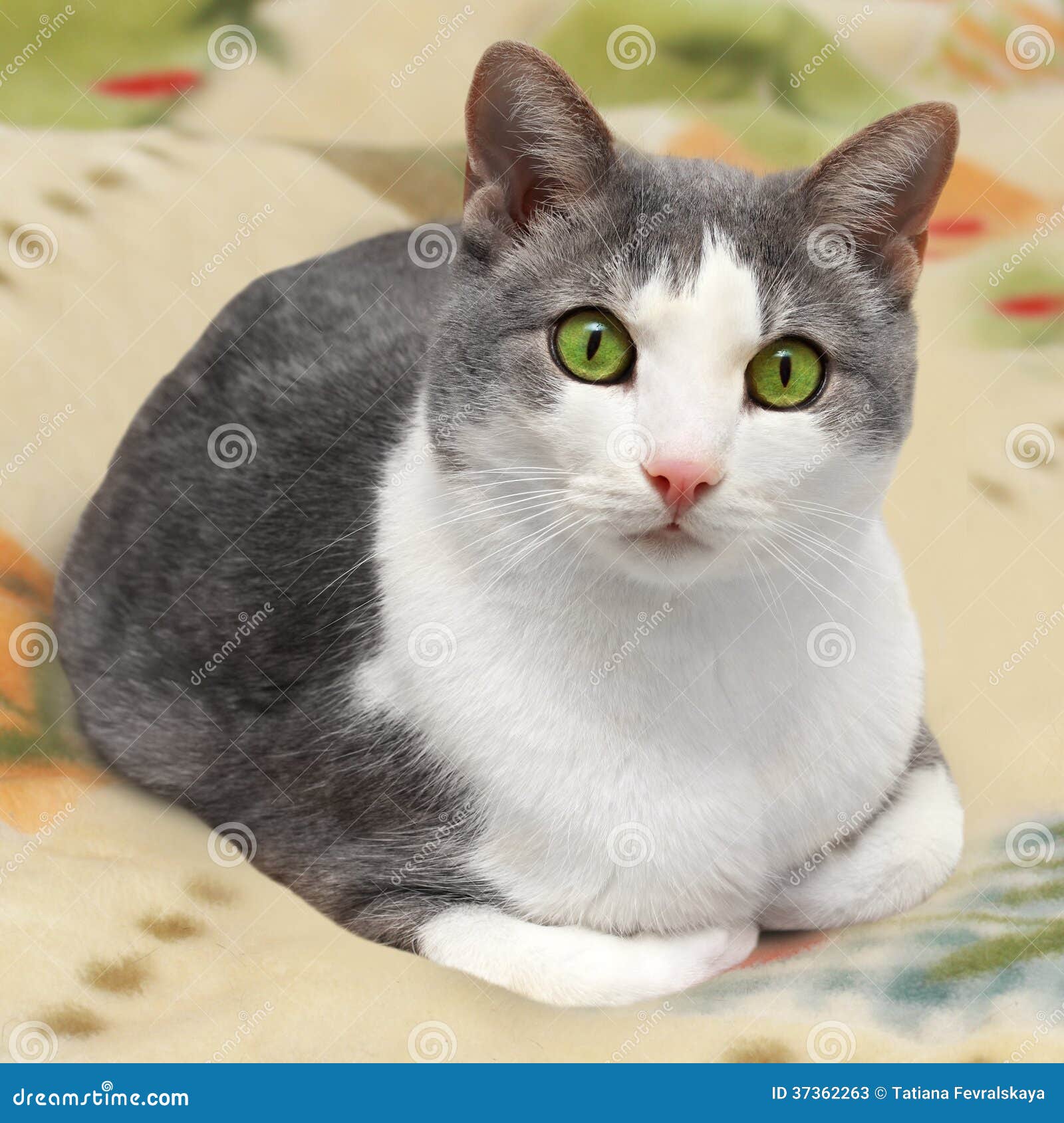 Chat Blanc Gris Mignon Photos stock - Image: 37362263 Chat Blanc Gris Mignon Photos stock - Image: 37362263