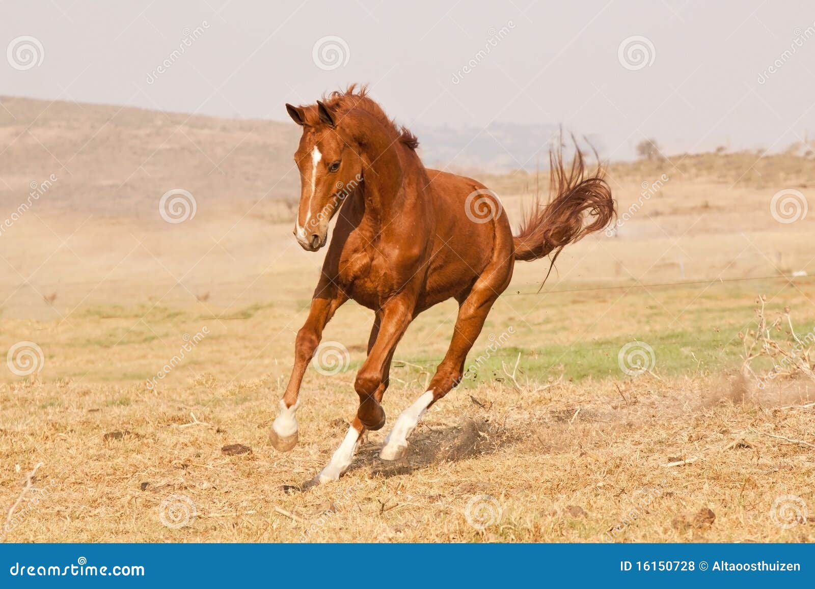 Chestnut Horse Running Royalty Free Stock Photos - Image: 16150728 Chestnut Horse Running Royalty Free Stock Photos - Image: 16150728