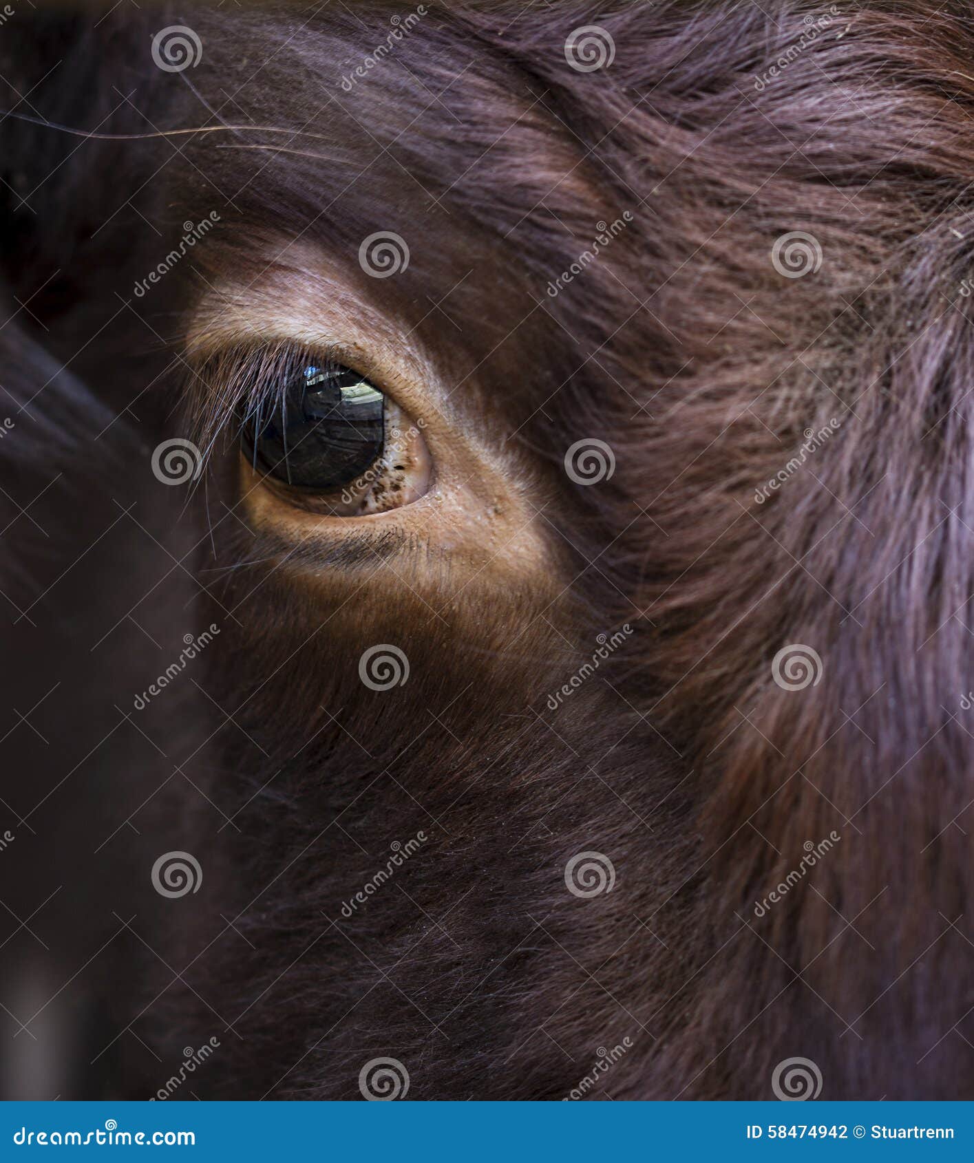 Close Up On The Eye Of A Bull Stock Photo - Image: 58474942 Close Up On The Eye Of A Bull Stock Photo - Image: 58474942