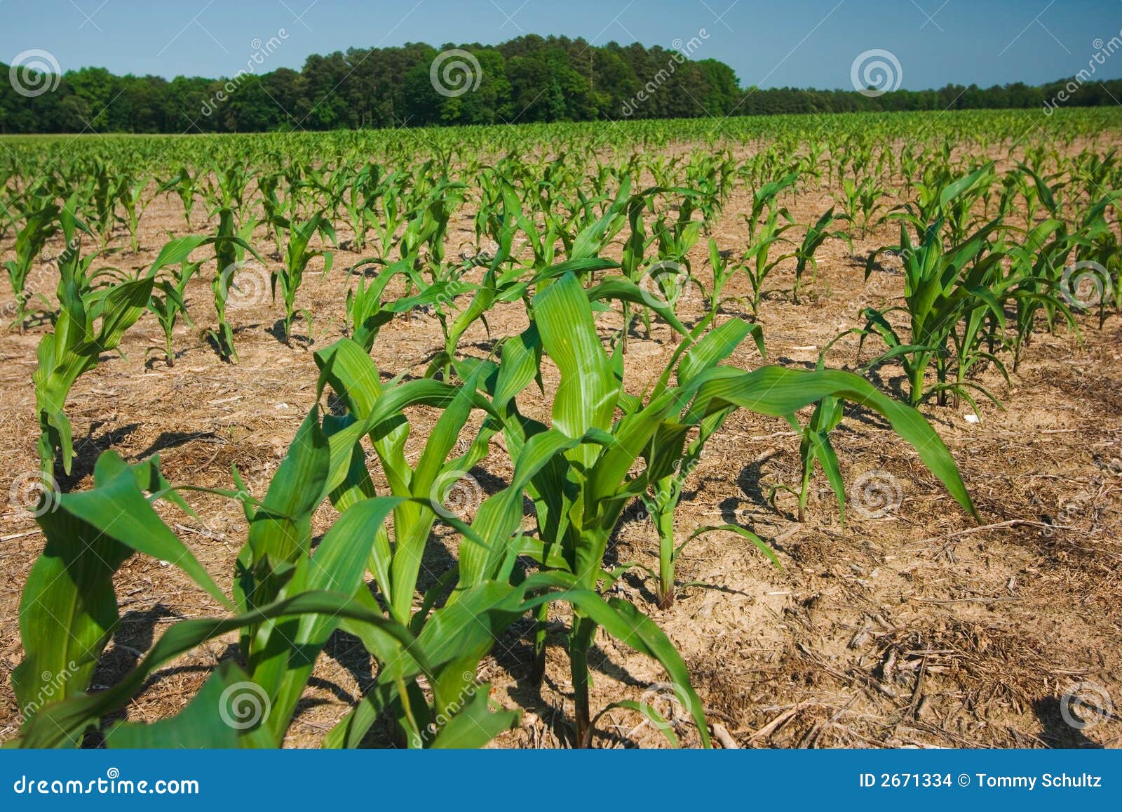 Corn Field Growing Stock Images - Image: 2671334 Corn Field Growing Stock Images - Image: 2671334