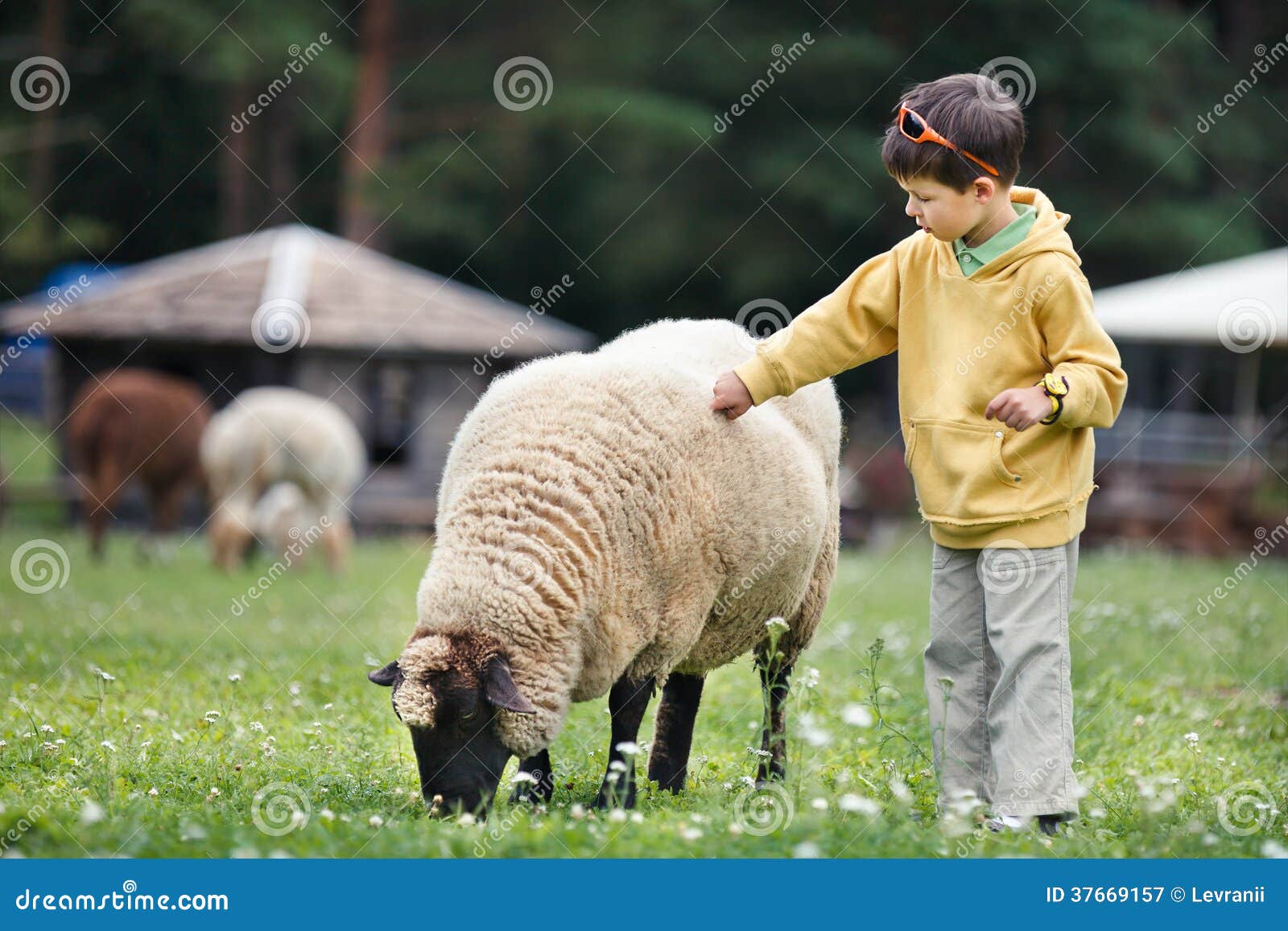 Cute Little Boy Feeding A Sheep Royalty Free Stock Photography - Image ... Cute Little Boy Feeding A Sheep Royalty Free Stock Photography - Image ...