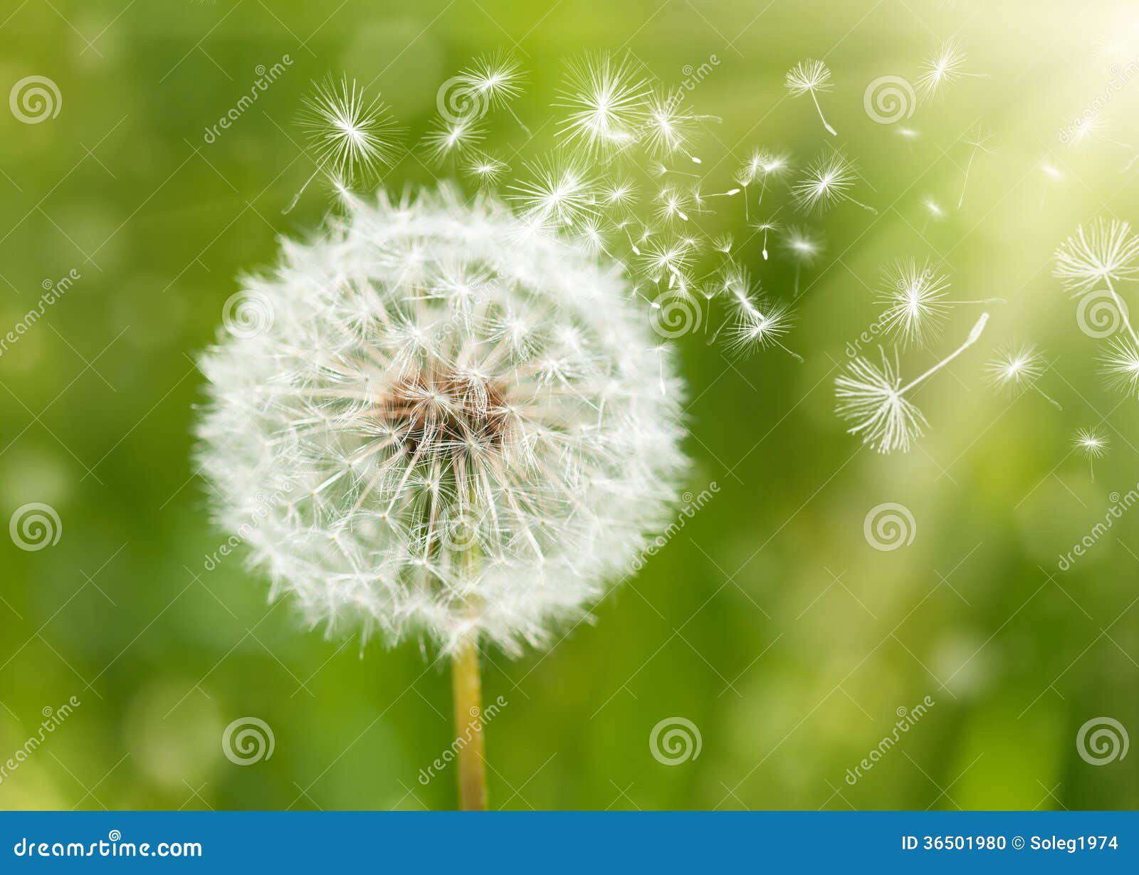 Dandelion With Flying Seeds Stock Photo - Image: 36501980 Dandelion With Flying Seeds Stock Photo - Image: 36501980