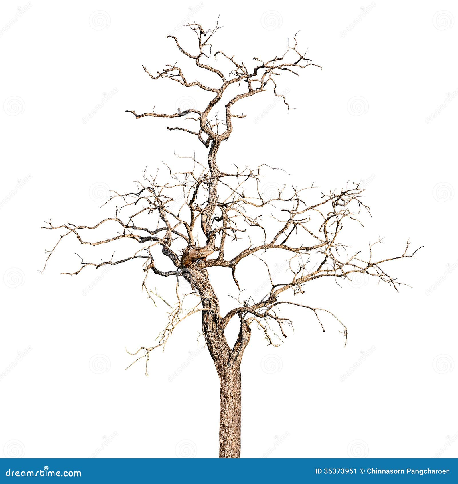 Dead Tree Stock Image - Image: 35373951 Dead Tree Stock Image - Image: 35373951