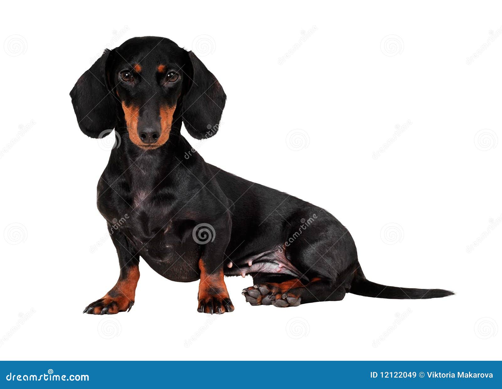 Dog (dachshund) Isolated On White Background Royalty Free Stock Images ... Dog (dachshund) Isolated On White Background Royalty Free Stock Images ...