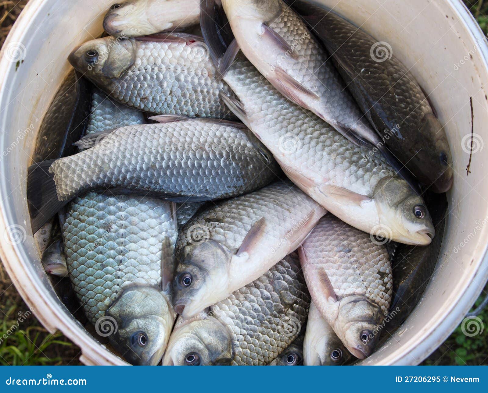 Fish In The Bucket Royalty Free Stock Photo - Image: 27206295 Fish In The Bucket Royalty Free Stock Photo - Image: 27206295