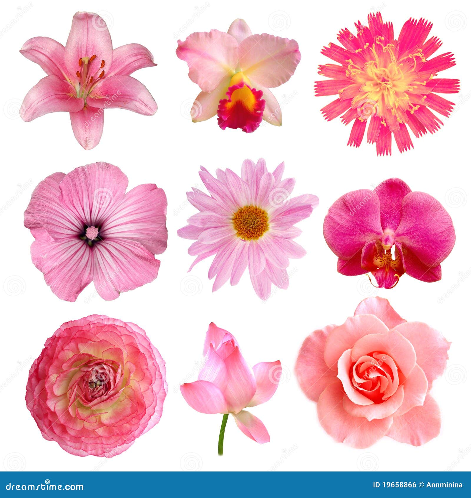 Flores Cor-de-rosa Imagem de Stock Royalty Free - Imagem: 19658866 Flores Cor-de-rosa Imagem de Stock Royalty Free - Imagem: 19658866