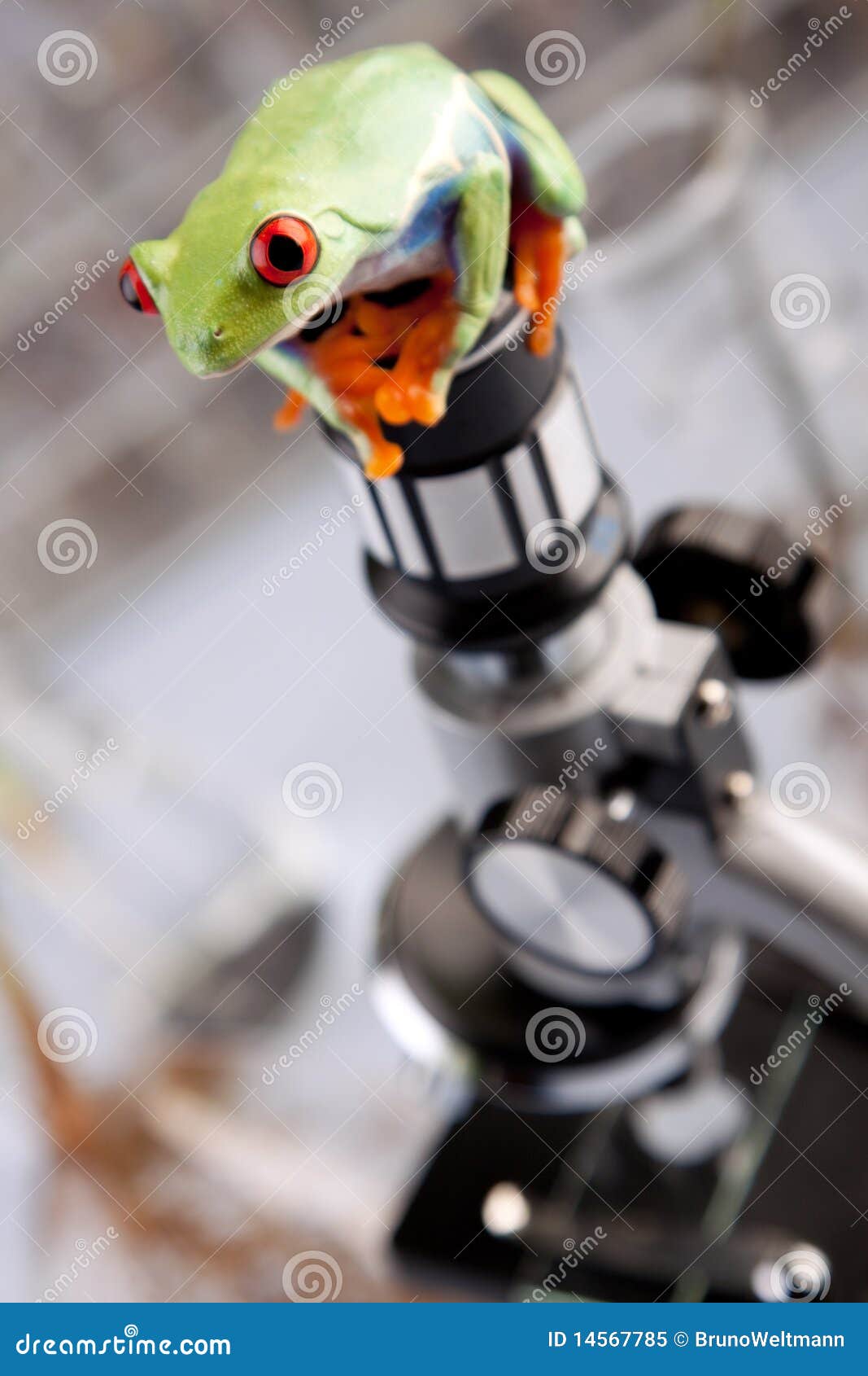 Frog In Lab Royalty Free Stock Photo - Image: 14567785 Frog In Lab Royalty Free Stock Photo - Image: 14567785