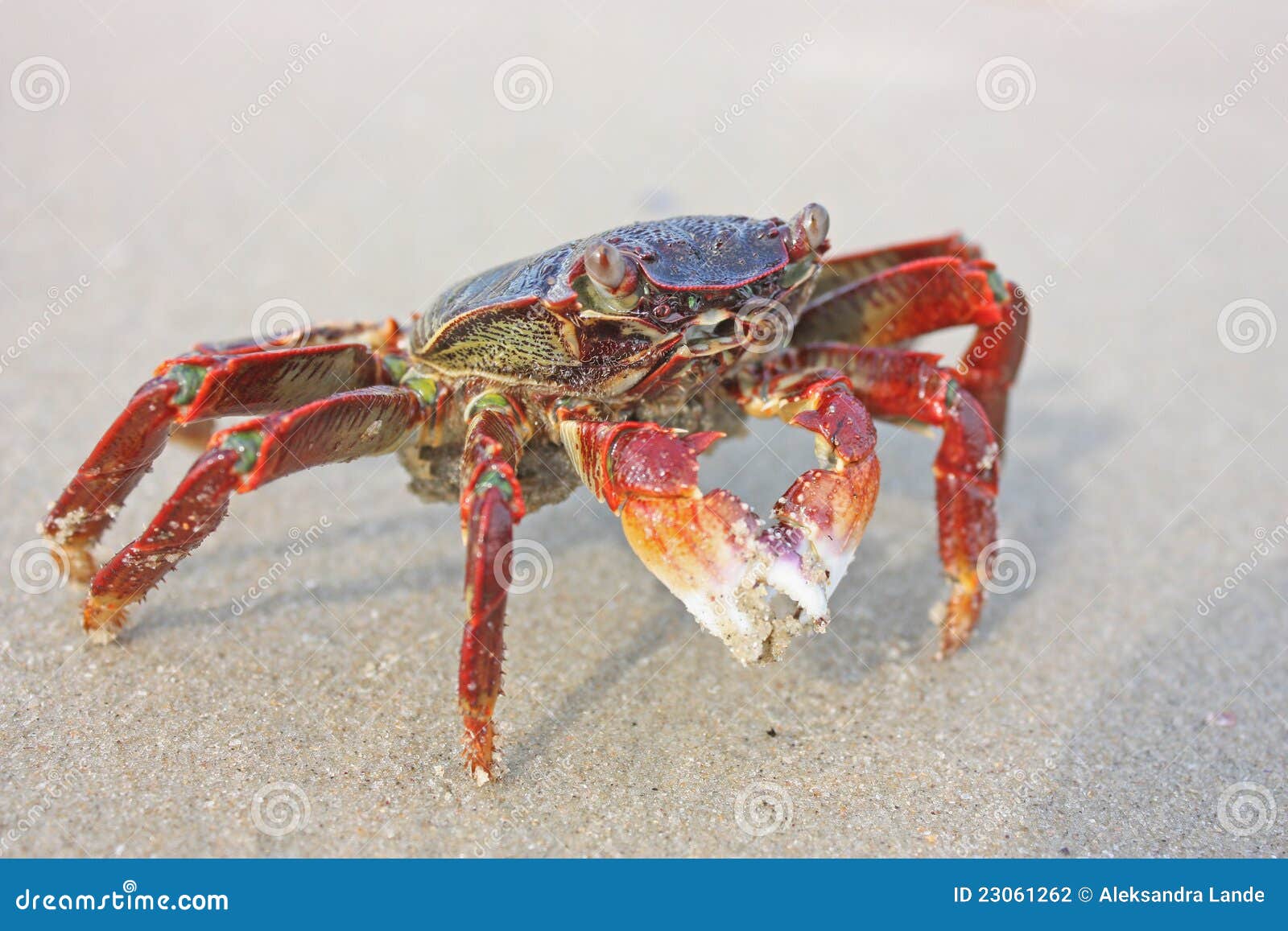 Funny Red Crab Stock Photography - Image: 23061262 Funny Red Crab Stock Photography - Image: 23061262