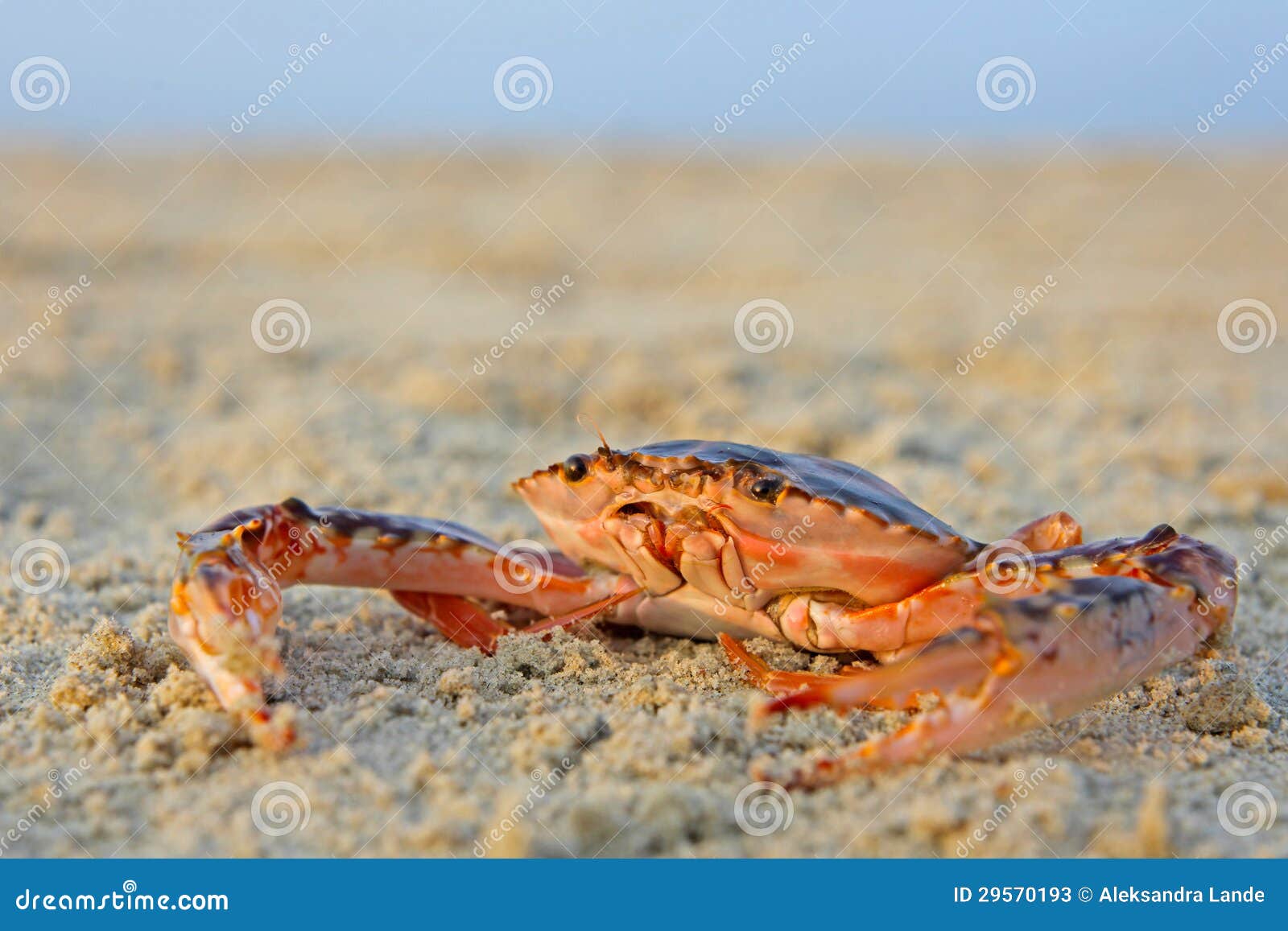 Funny Red Crab Stock Photos - Image: 29570193 Funny Red Crab Stock Photos - Image: 29570193