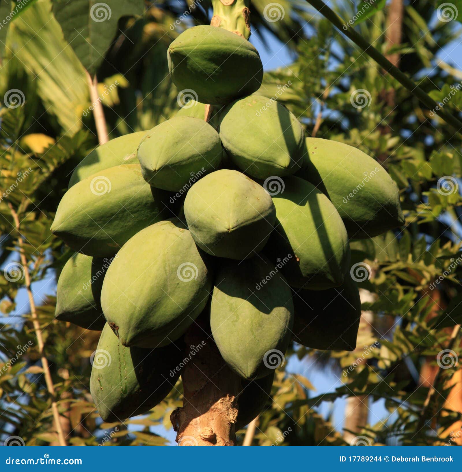 Green Coconuts On A Tree Stock Images - Image: 17789244 Green Coconuts On A Tree Stock Images - Image: 17789244