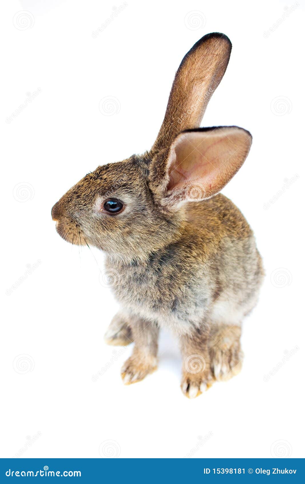 Happy New Year Rabbit Stock Image - Image: 15398181 Happy New Year Rabbit Stock Image - Image: 15398181