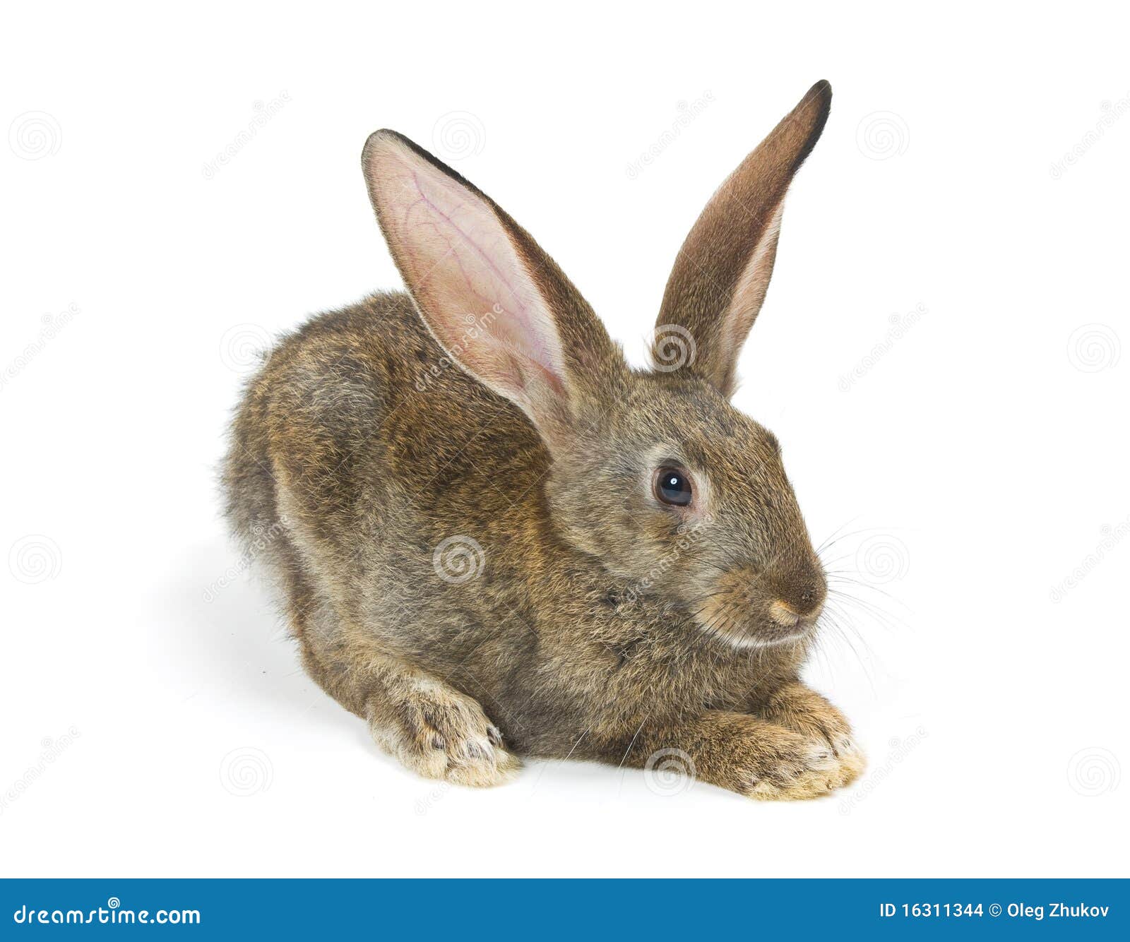 Happy New Year Of Rabbit Stock Images - Image: 16311344 Happy New Year Of Rabbit Stock Images - Image: 16311344