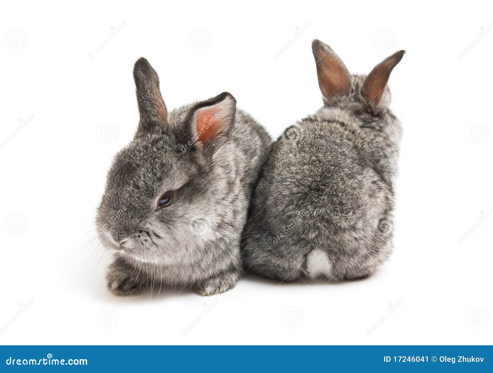 Happy New Year Of Rabbit Stock Image - Image: 17246041 Happy New Year Of Rabbit Stock Image - Image: 17246041