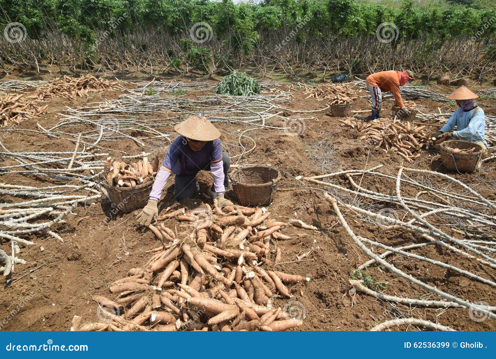 Harvesting Cassava Editorial Stock Image Image 62536399