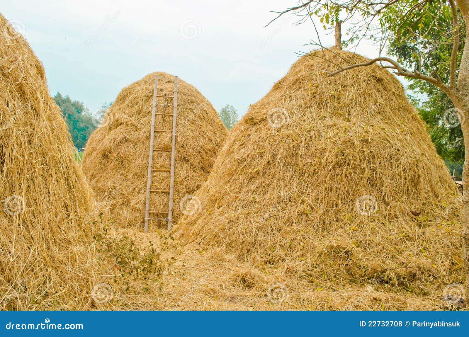 Haystack In Thailand Royalty Free Stock Photos - Image: 22732708 Haystack In Thailand Royalty Free Stock Photos - Image: 22732708