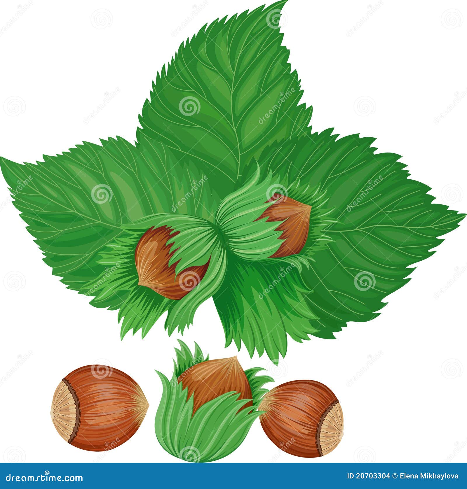 Hazelnuts Stock Images - Image: 20703304 Hazelnuts Stock Images - Image: 20703304