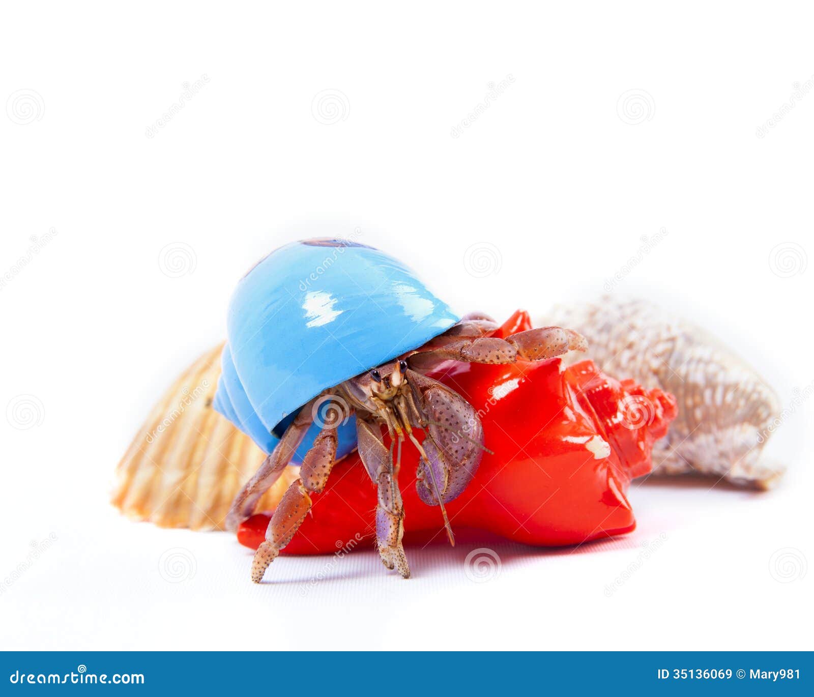 Hermit Crab In Blue Shell Royalty Free Stock Images - Image: 35136069 Hermit Crab In Blue Shell Royalty Free Stock Images - Image: 35136069