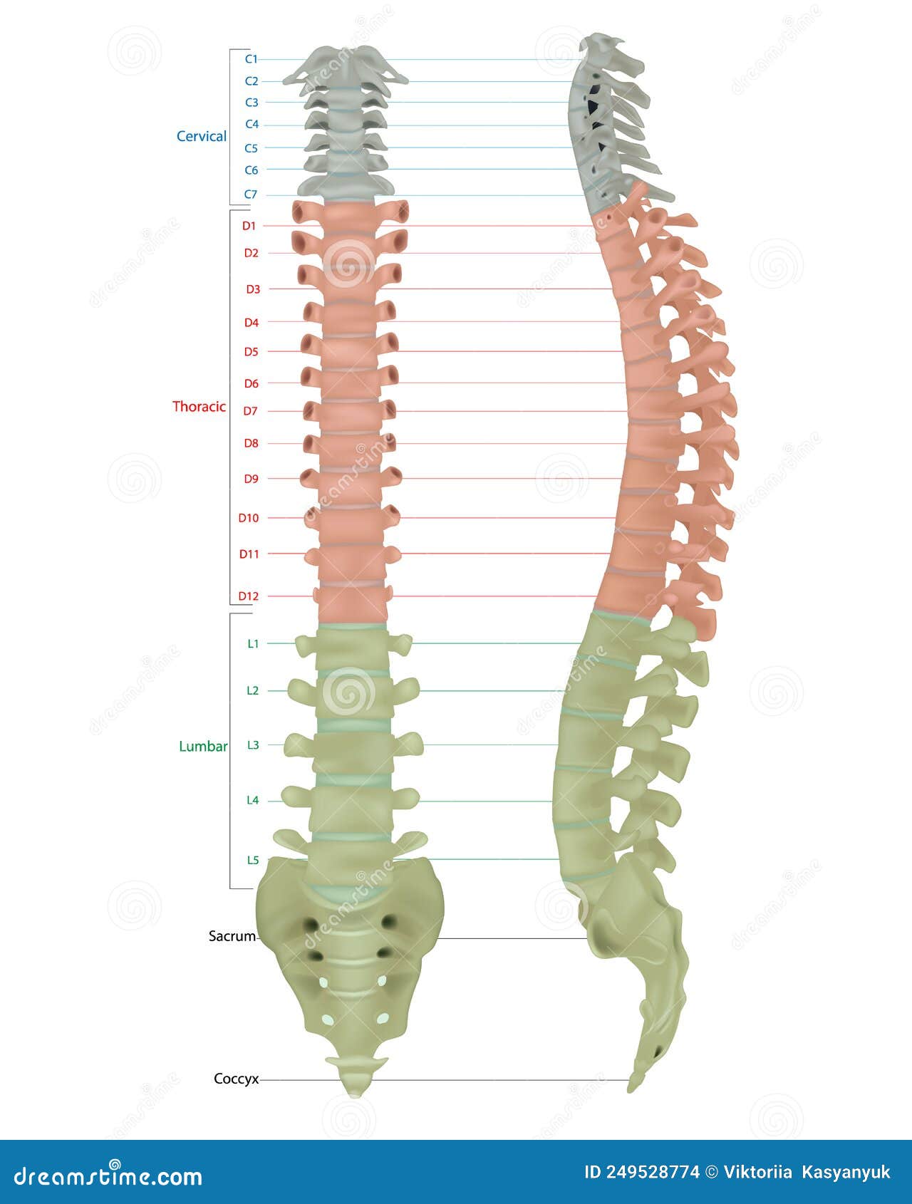 Anatomy Of Vertebral Column And Vertebrae Human Spine Vertebral Bones