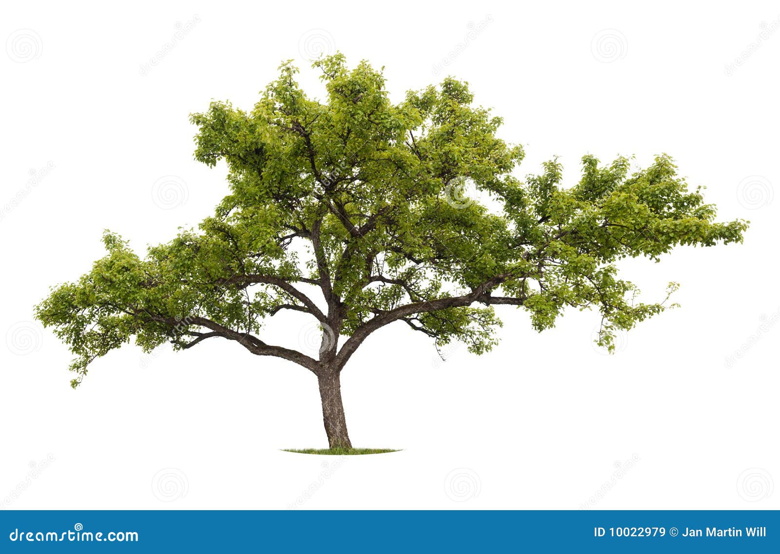 Isolated Tree Royalty Free Stock Images - Image: 10022979 Isolated Tree Royalty Free Stock Images - Image: 10022979