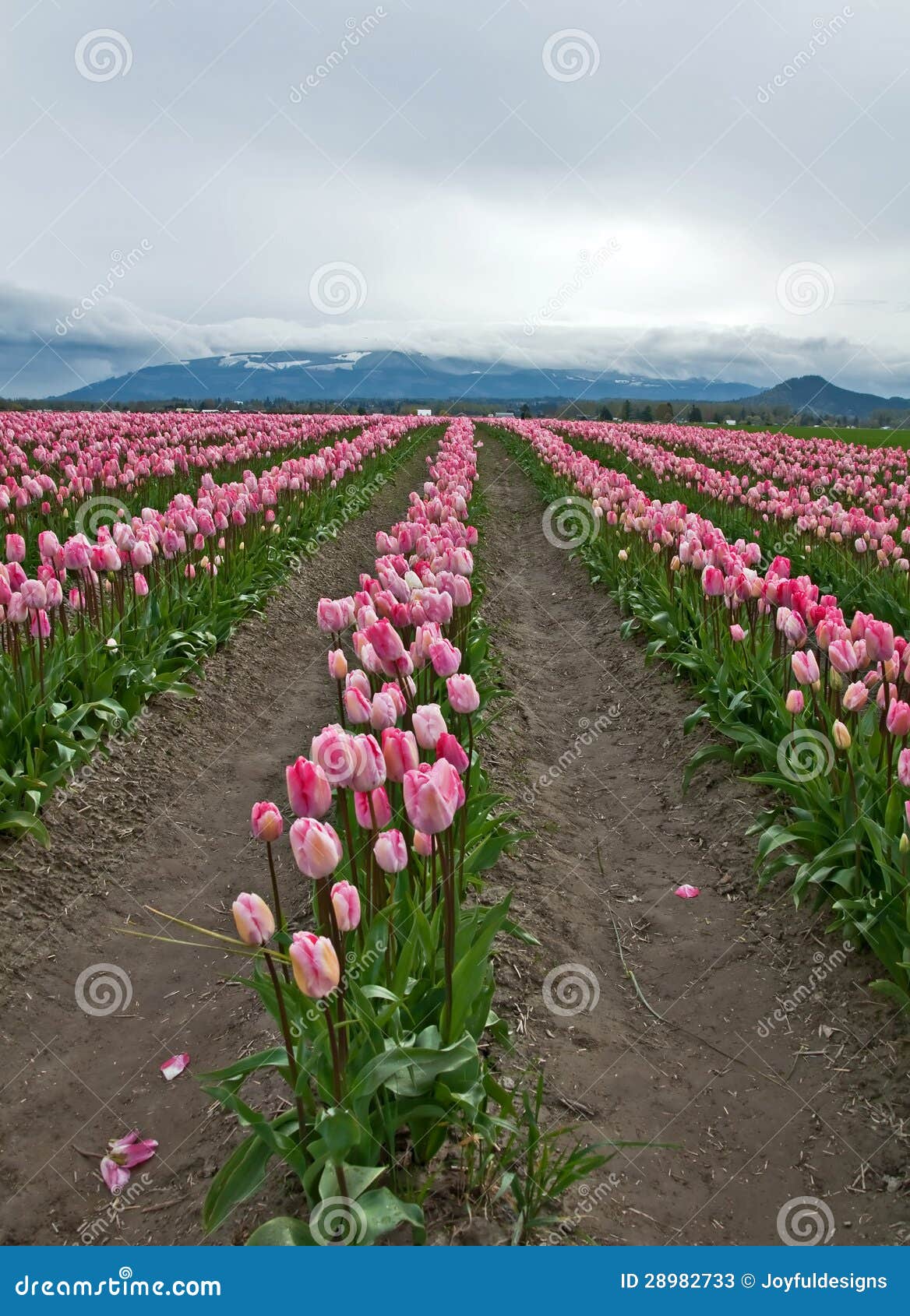 Large Pink Tulip Field Stock Photos - Image: 28982733 Large Pink Tulip Field Stock Photos - Image: 28982733