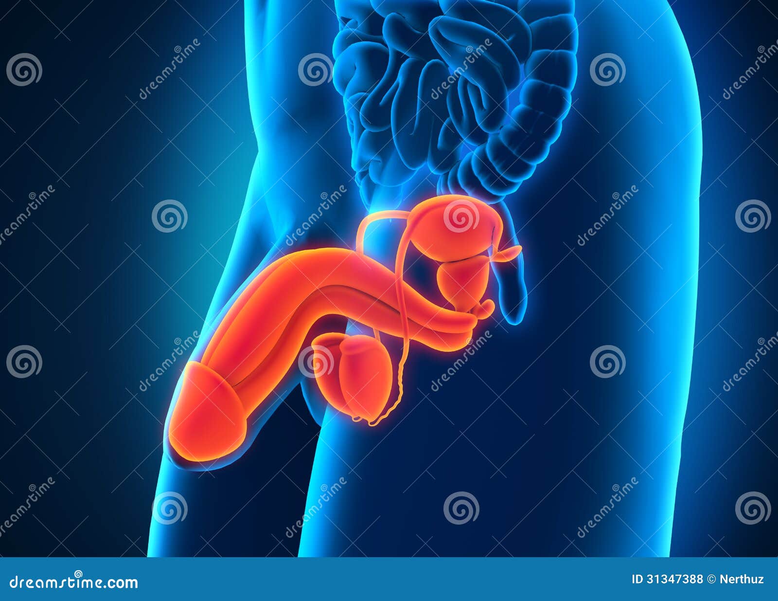 Male Reproductive System Royalty Free Stock Photos - Image: 31347388 Male Reproductive System Royalty Free Stock Photos - Image: 31347388