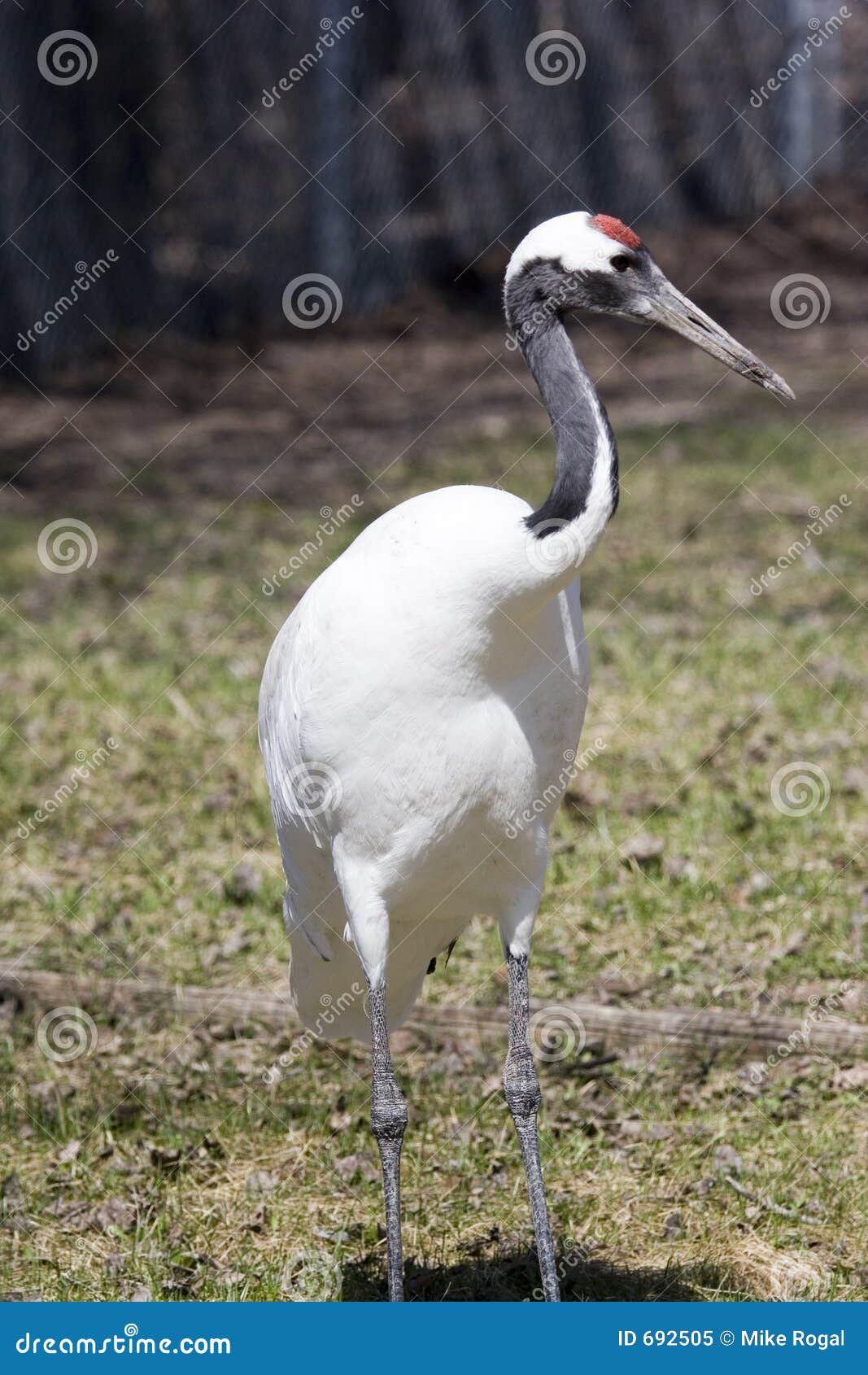 Manchurian Crane Royalty Free Stock Photo - Image: 692505 Manchurian Crane Royalty Free Stock Photo - Image: 692505