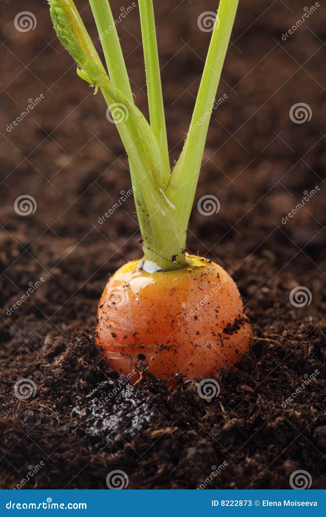 Orange Carrot Growing In The Soil Stock Photos - Image: 8222873 Orange Carrot Growing In The Soil Stock Photos - Image: 8222873