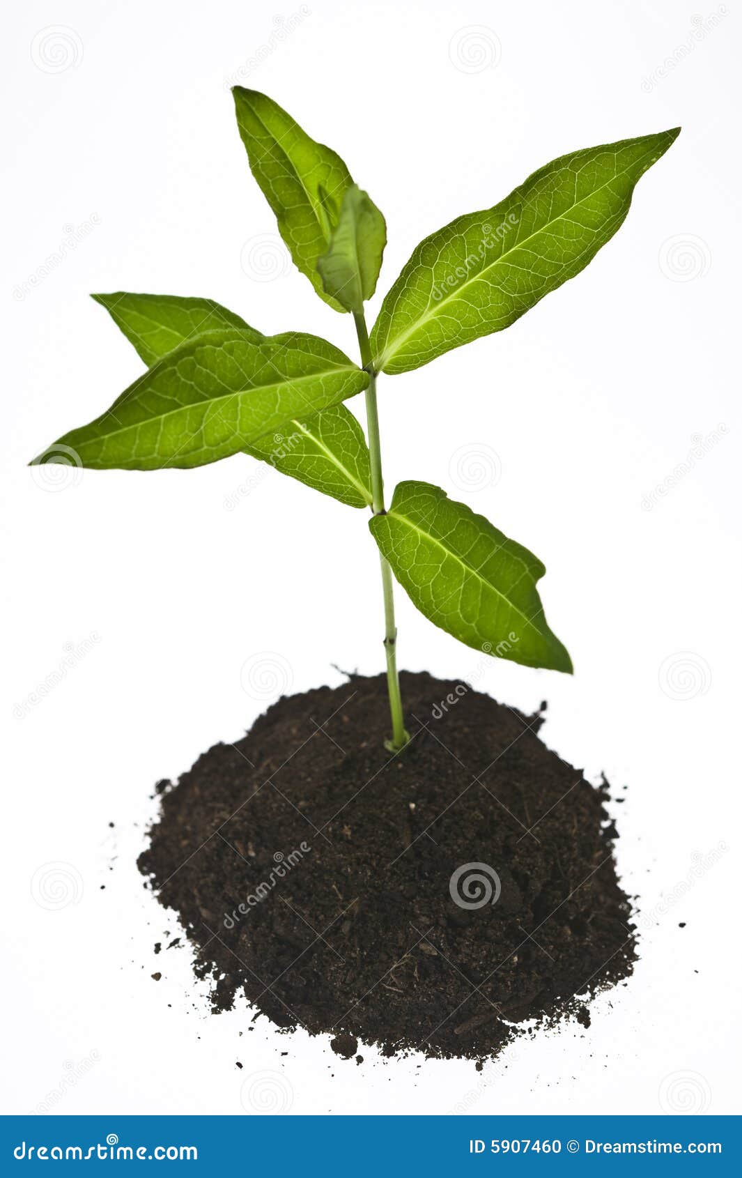 Plant Sprouting Stock Photo - Image: 5907460 Plant Sprouting Stock Photo - Image: 5907460