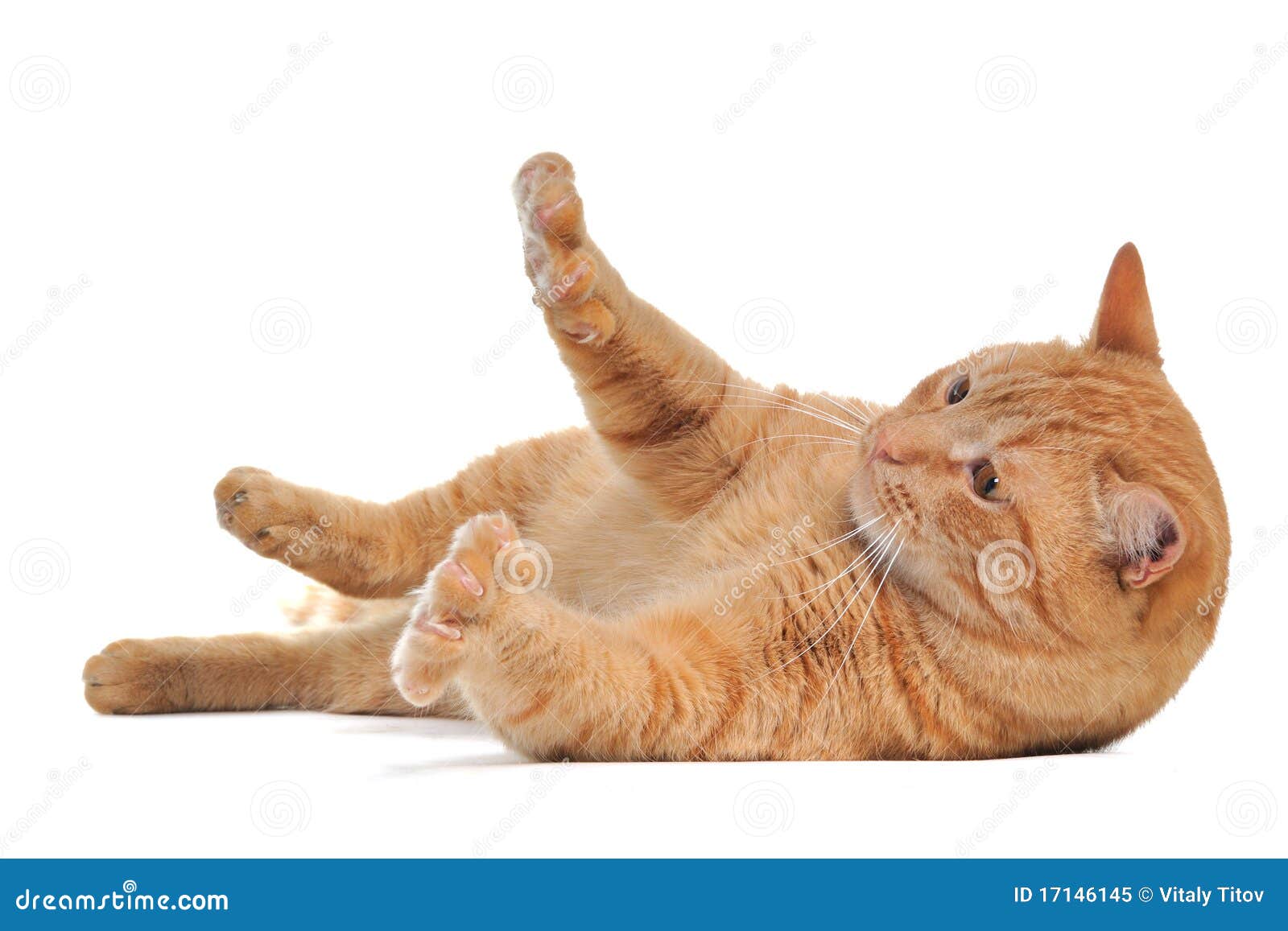 Playful Cat Royalty Free Stock Photo - Image: 17146145 Playful Cat Royalty Free Stock Photo - Image: 17146145