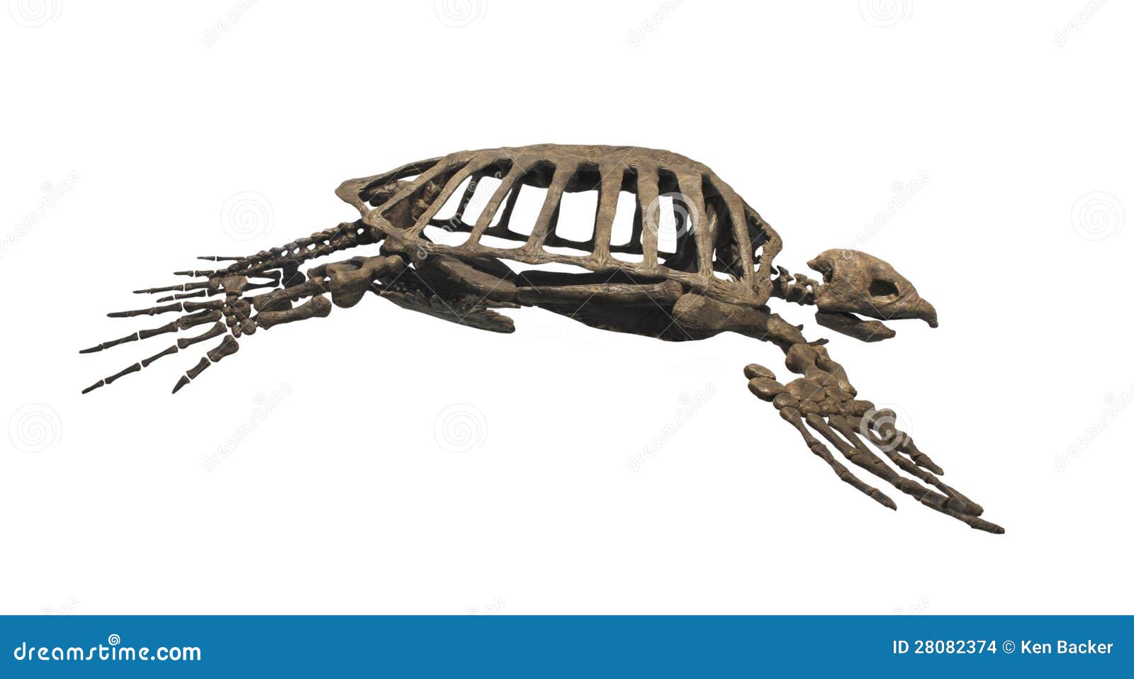 Prehistoric Fossil Turtle Isolated. Stock Images - Image: 28082374 Prehistoric Fossil Turtle Isolated. Stock Images - Image: 28082374