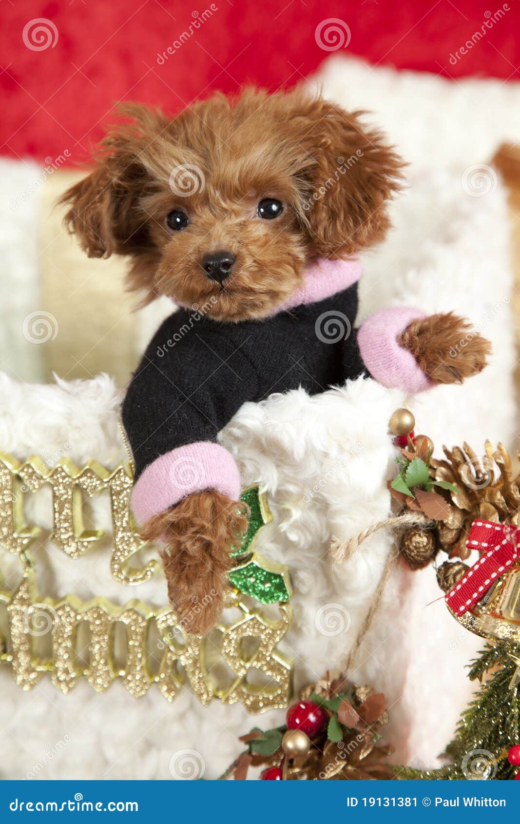 Puppy Present Stock Image - Image: 19131381 Puppy Present Stock Image - Image: 19131381