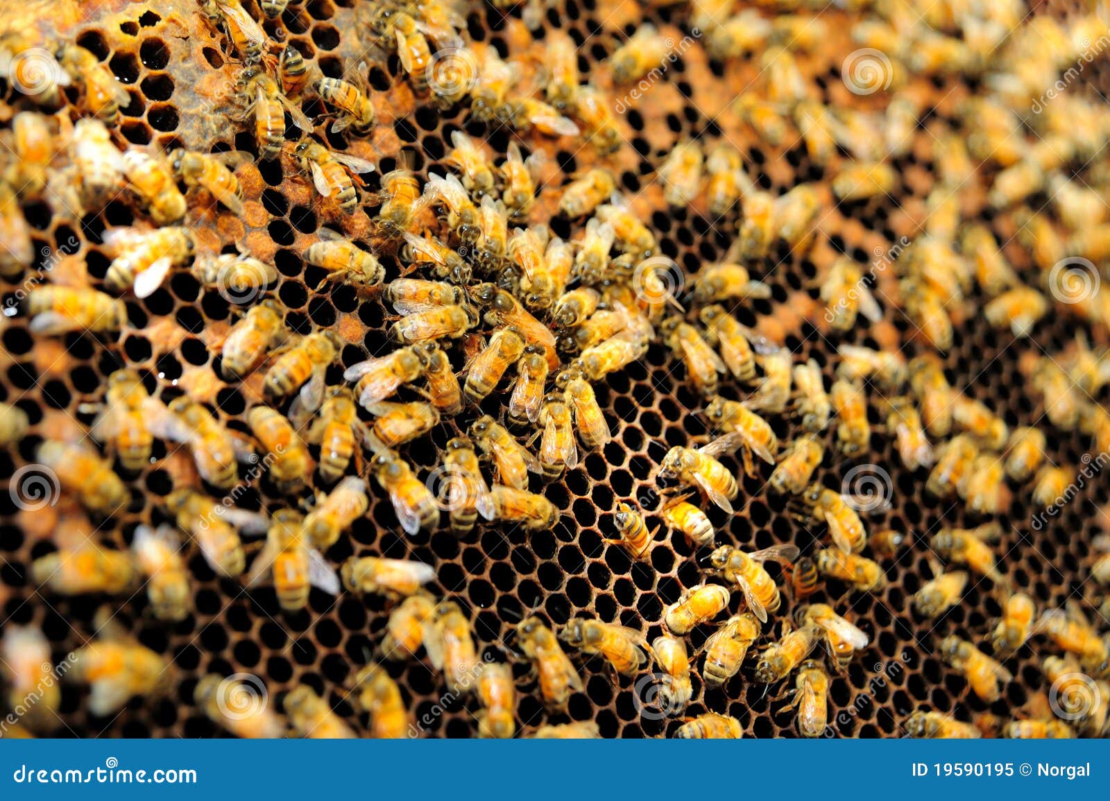 Queen Bee In Honey Comb Royalty Free Stock Photo - Image: 19590195 Queen Bee In Honey Comb Royalty Free Stock Photo - Image: 19590195