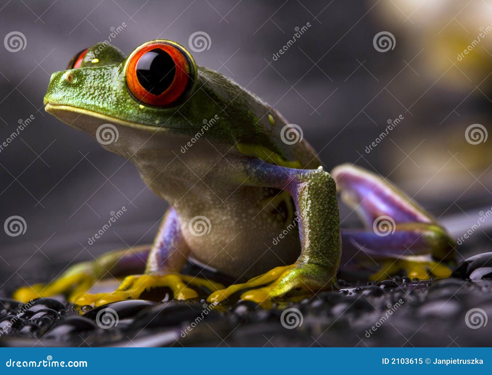 Red Eye Frog Royalty Free Stock Photo - Image: 2103615 Red Eye Frog Royalty Free Stock Photo - Image: 2103615