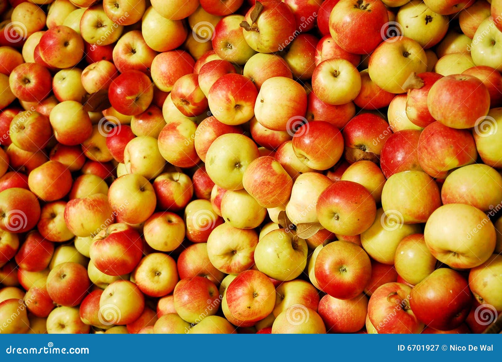 Red And Yellow Apples Royalty Free Stock Photography - Image: 6701927 Red And Yellow Apples Royalty Free Stock Photography - Image: 6701927