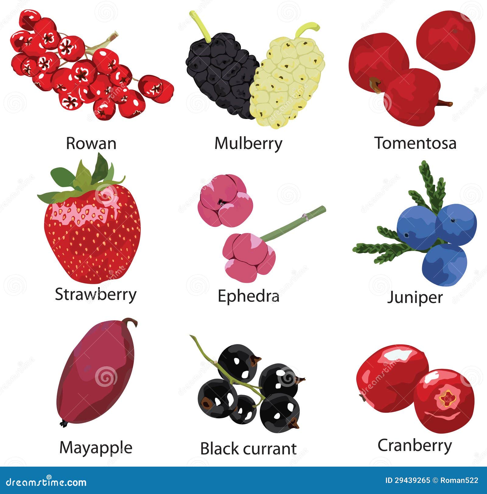 Set Of Different Berries Royalty Free Stock Photo - Image: 29439265 Set Of Different Berries Royalty Free Stock Photo - Image: 29439265