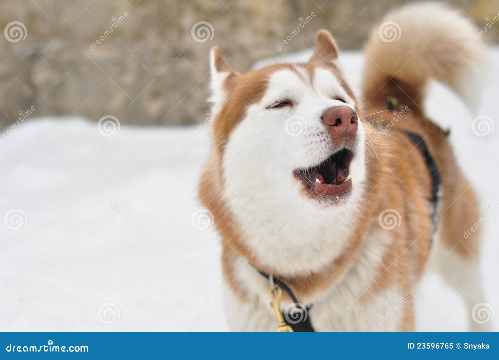 Siberian Husky Portrait Royalty Free Stock Photo - Image: 23596765 Siberian Husky Portrait Royalty Free Stock Photo - Image: 23596765