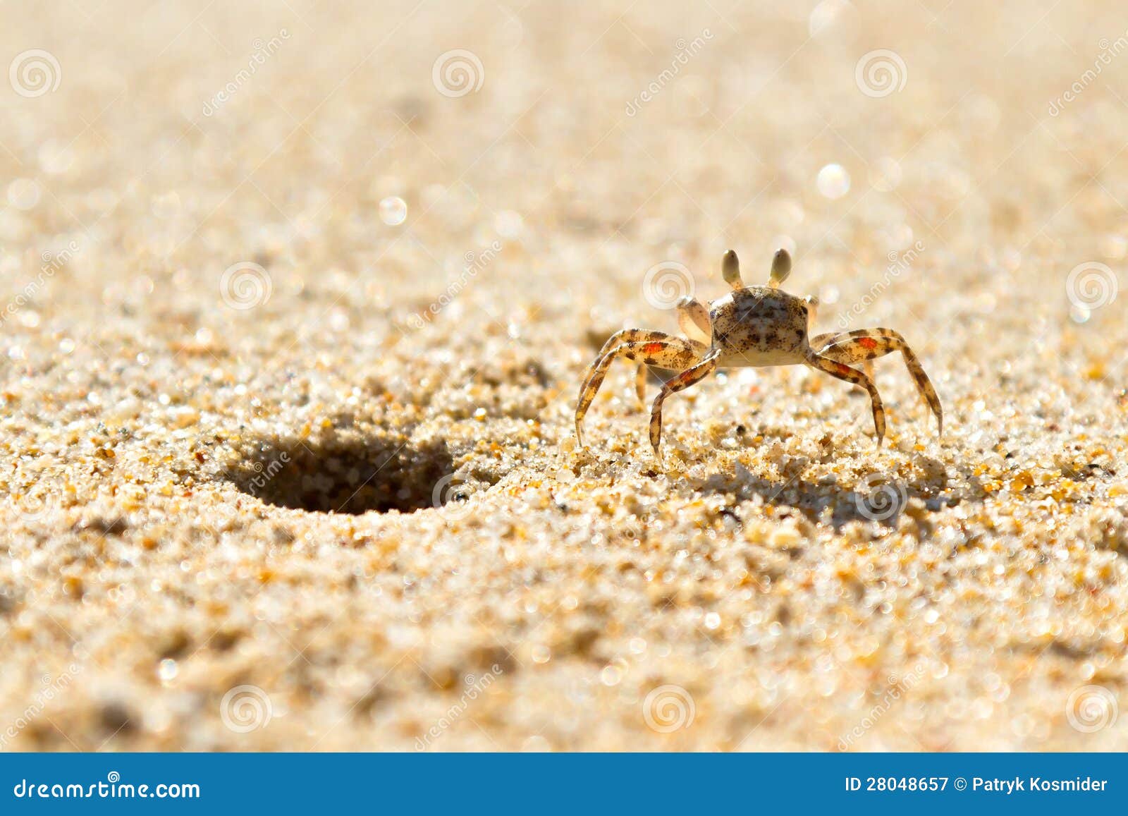 Small Sea Crab On The Beach Royalty Free Stock Photography - Image ... Small Sea Crab On The Beach Royalty Free Stock Photography - Image ...